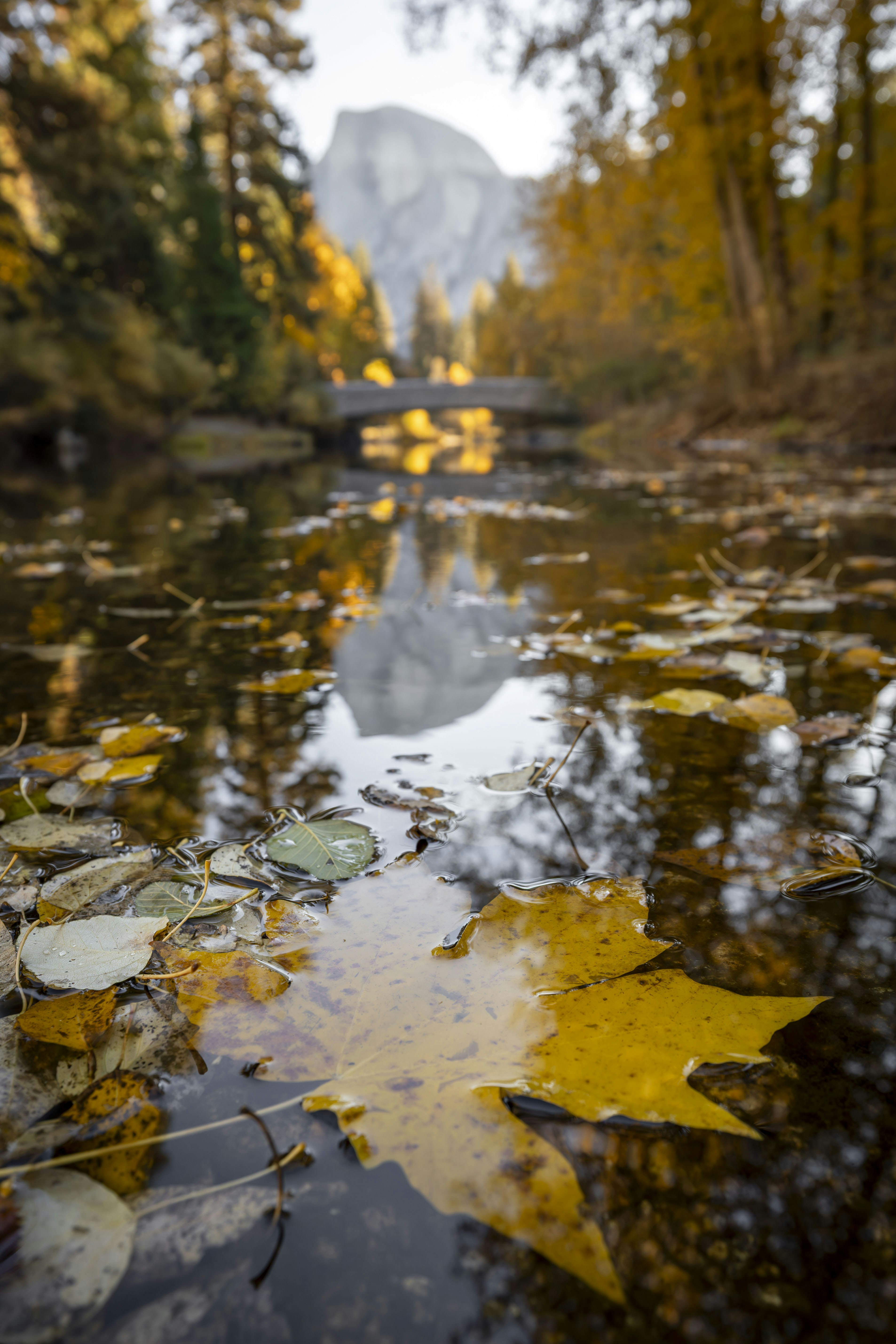Autumn Reflections: Leaf-Lined Stream Beneath a Silhouetted Peak