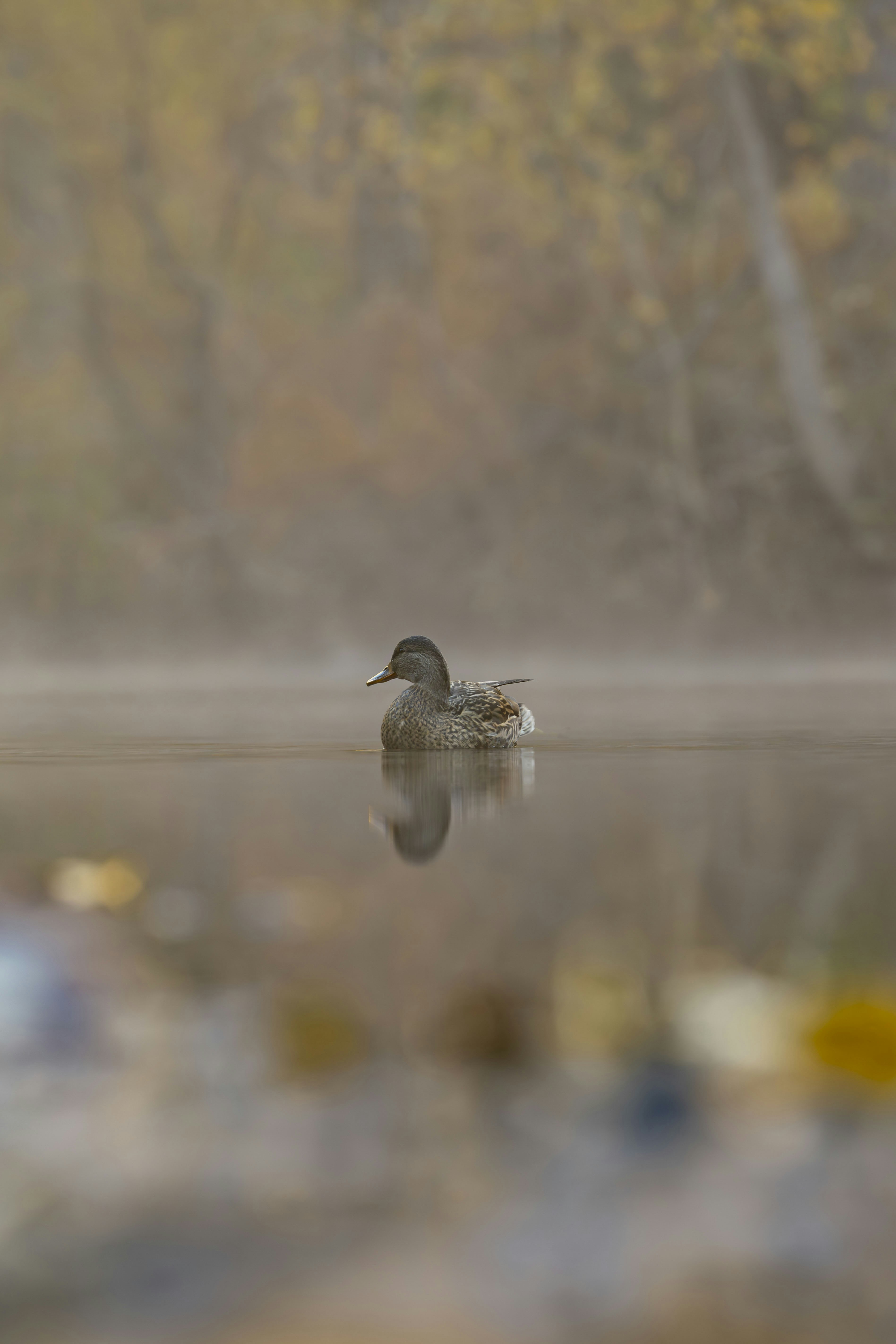 A solitary duck in calm autumn dusk