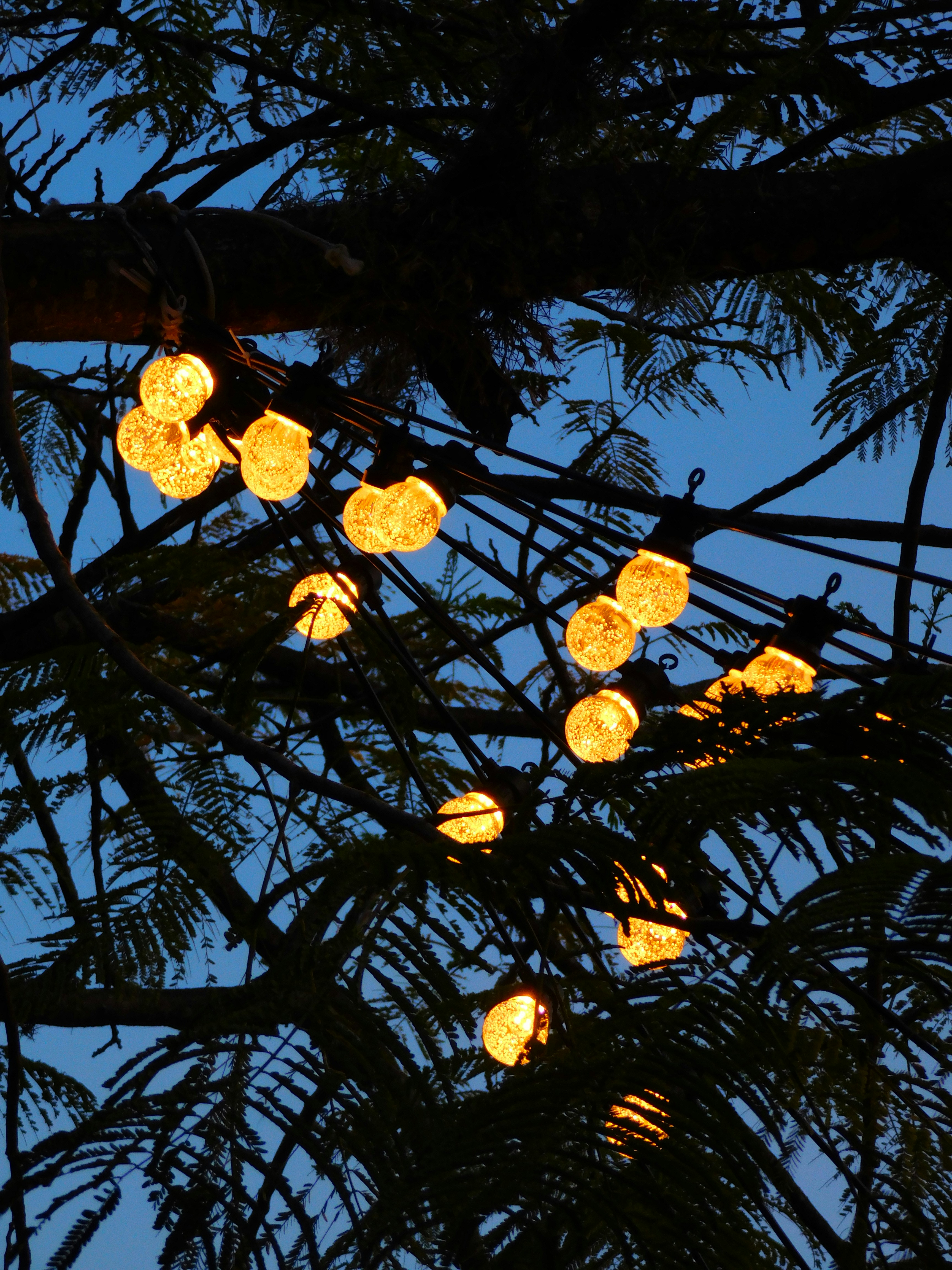 Warm Orbs in a Nighttime Canopy