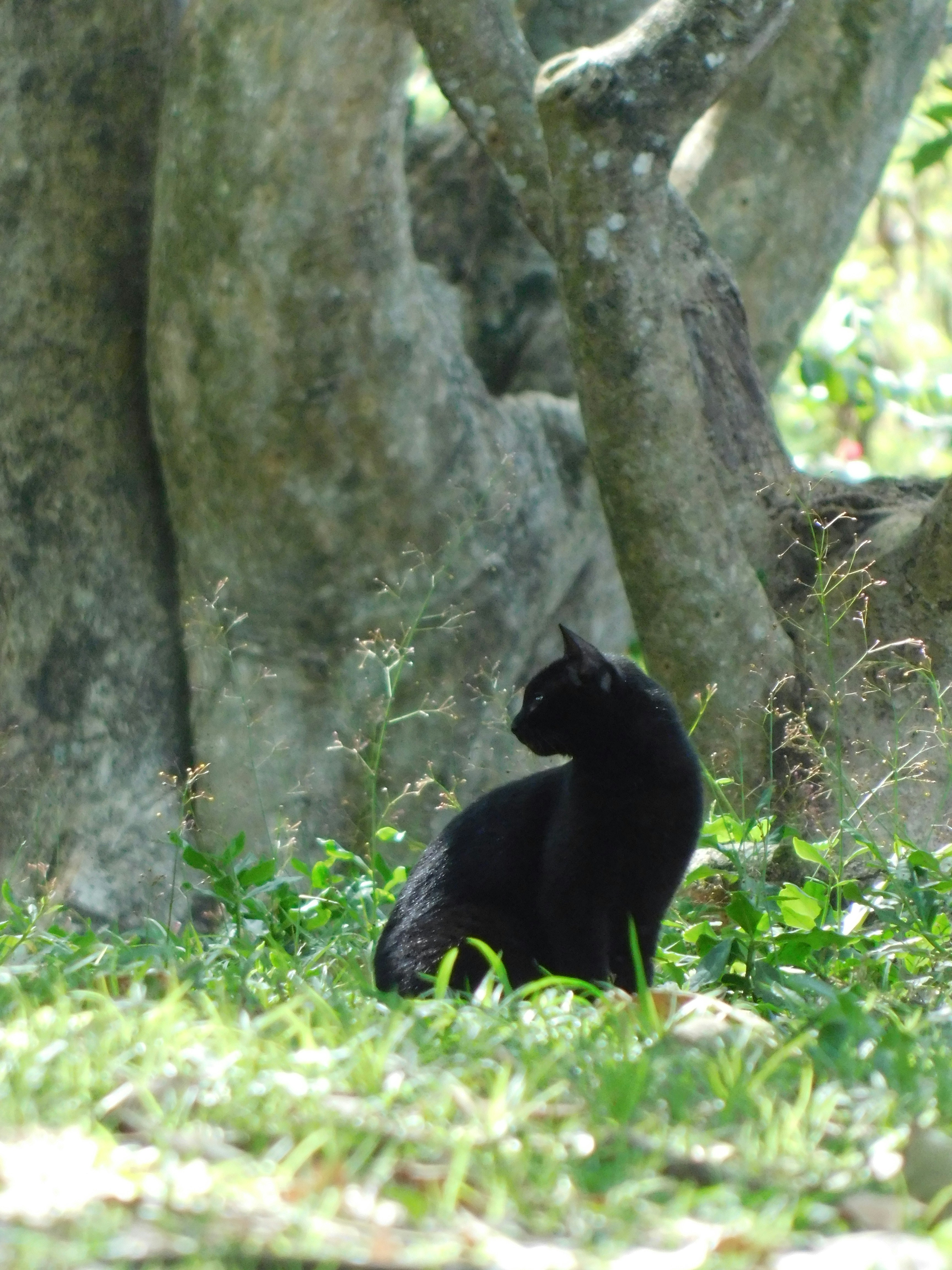 Dark Silhouette in the Green Understory