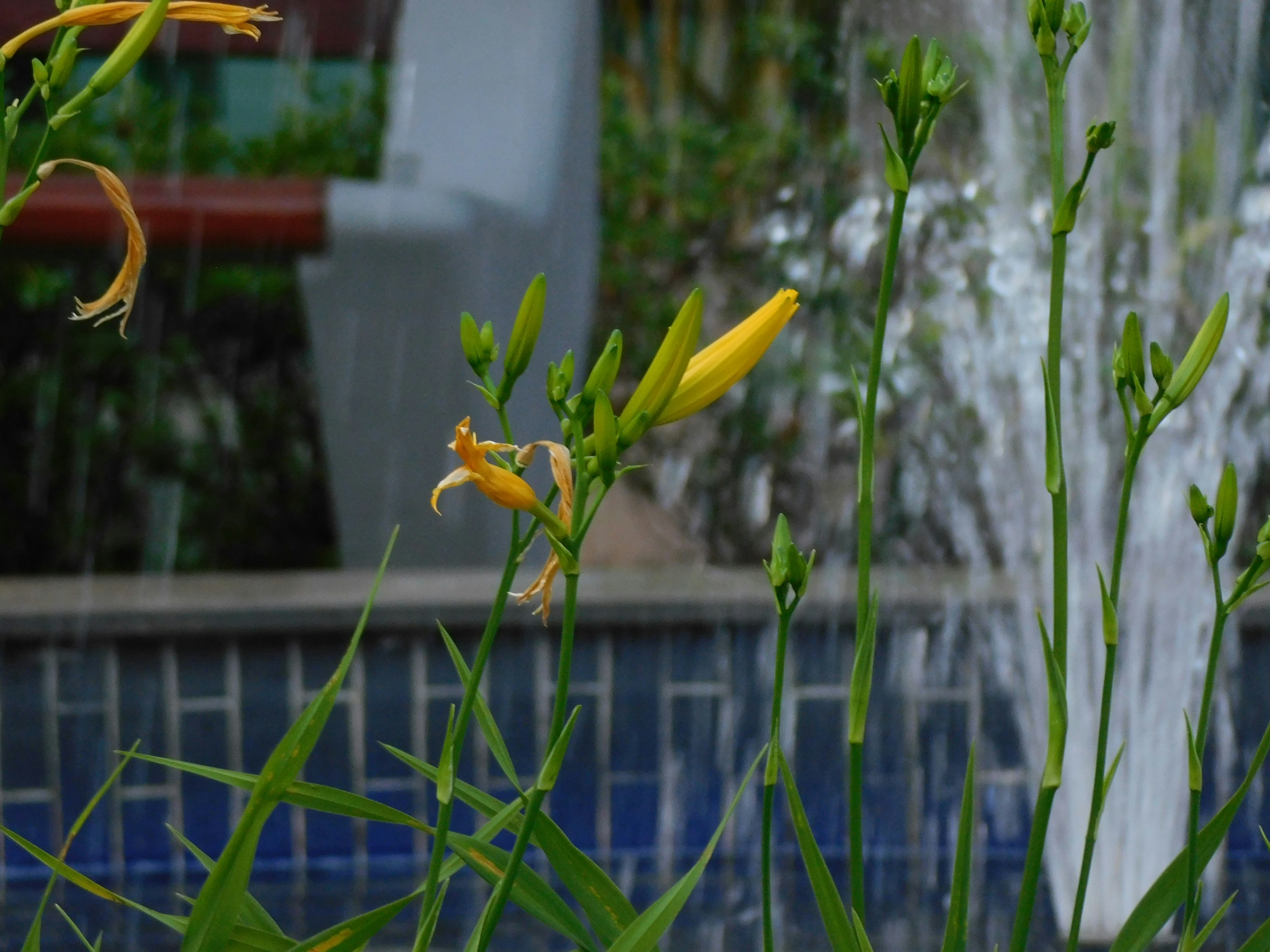 Yellow Daylilies Above a Quiet Water Feature