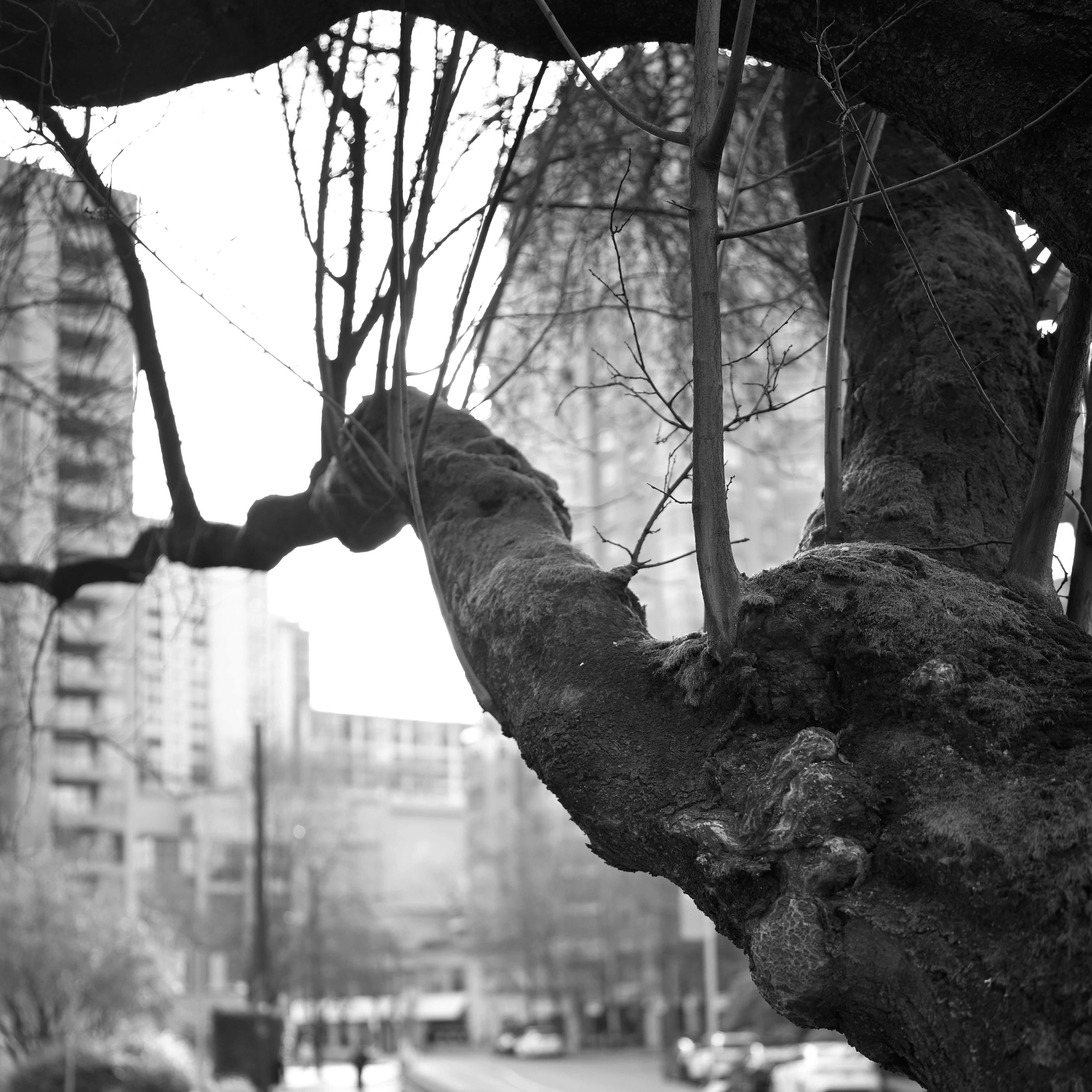 Urban Tree Gnarls: A Slice of City Silence