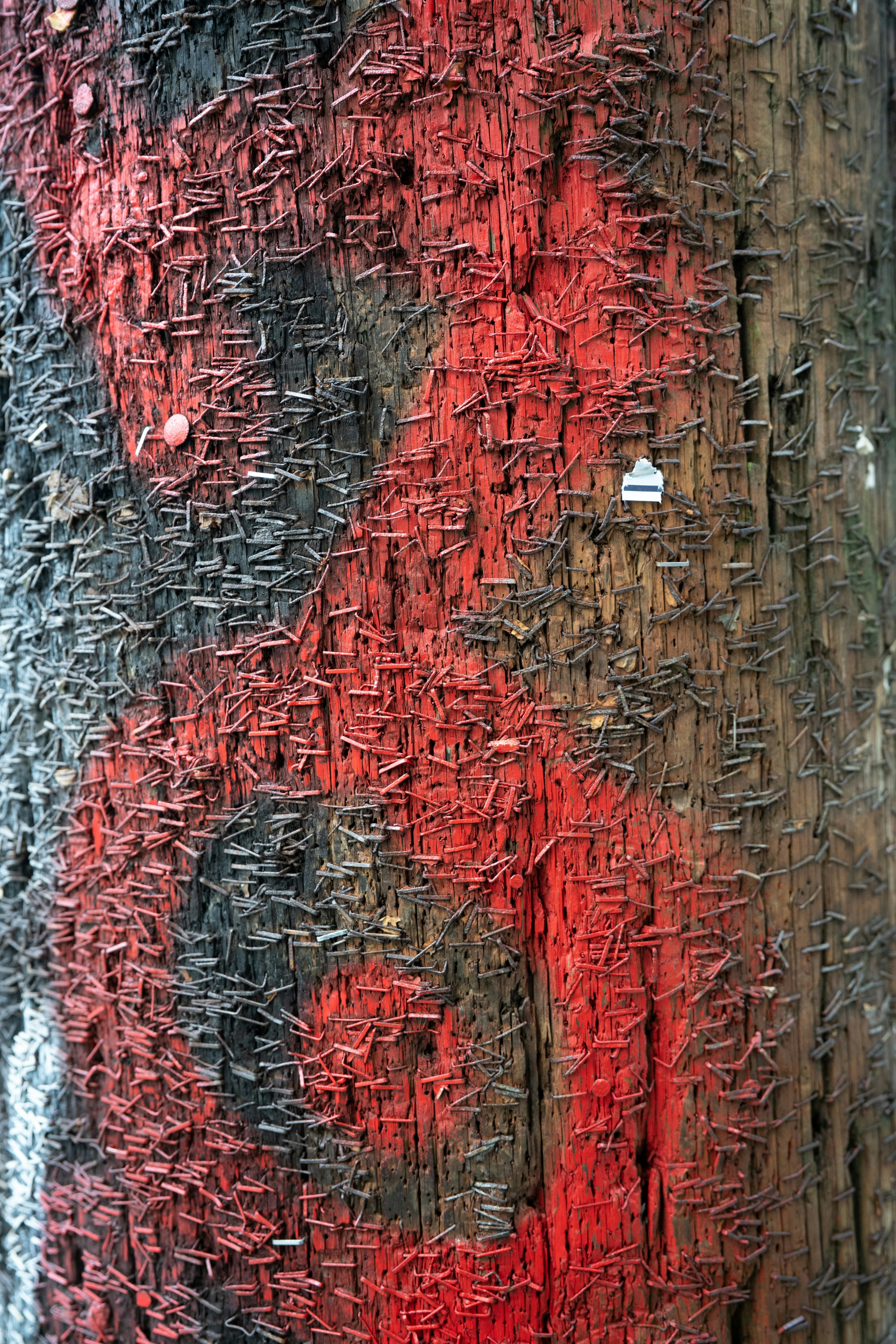 Redwood Graffiti: A Weathered Tree Wrapped in Time