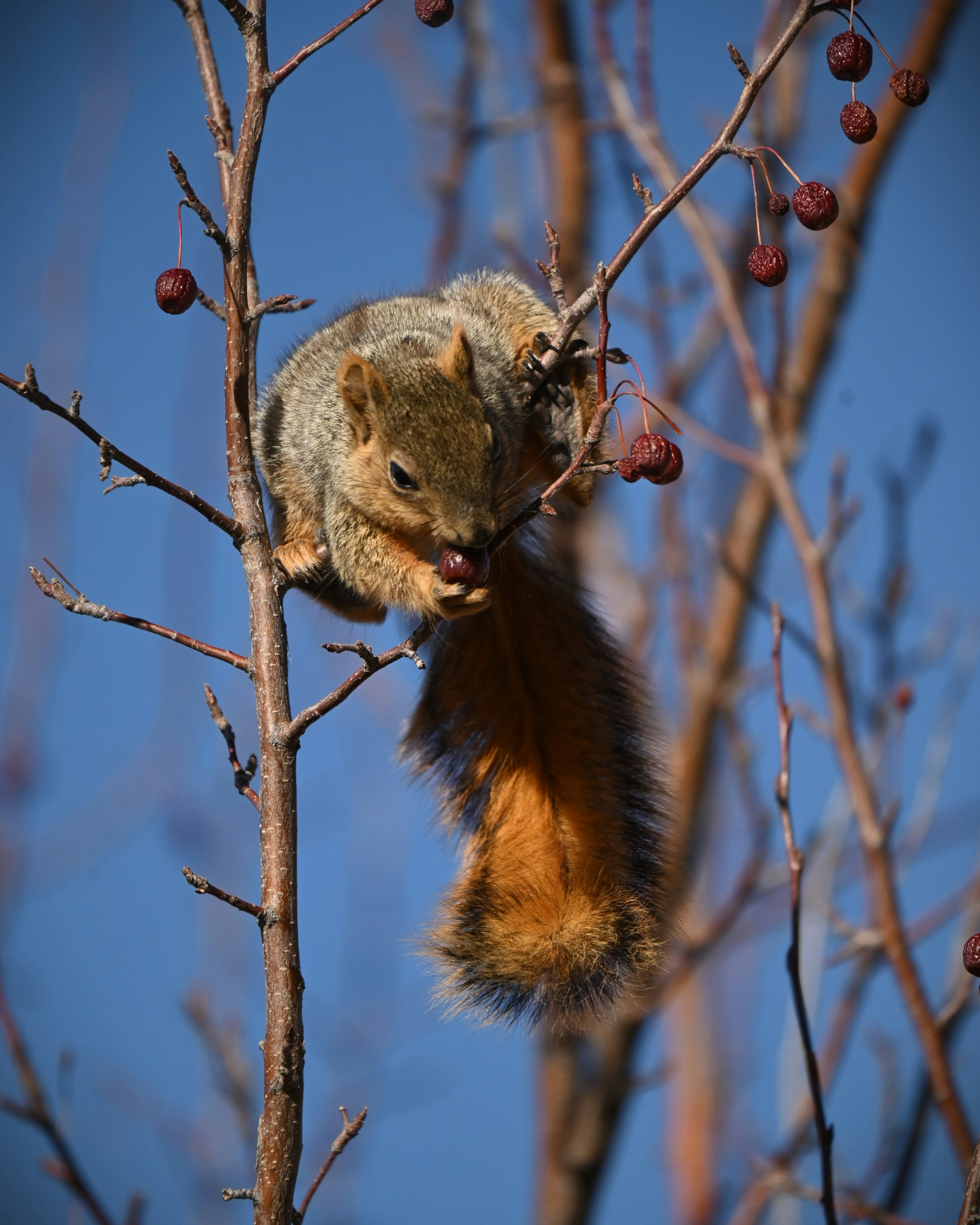Squirrel on a bare branch savoring a berry against a clear blue winter day