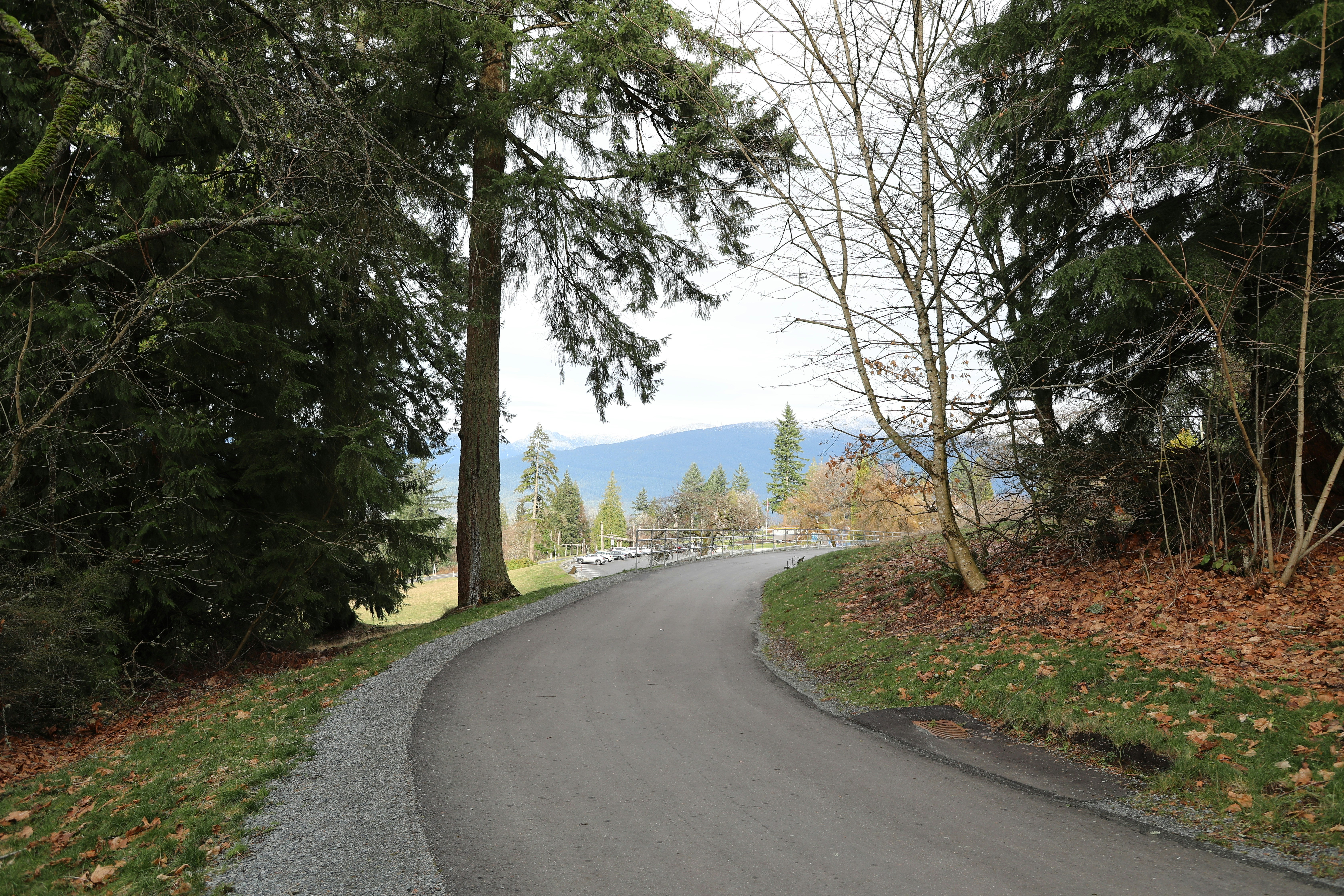 Winding Road Through Pines Toward a Distant Lake