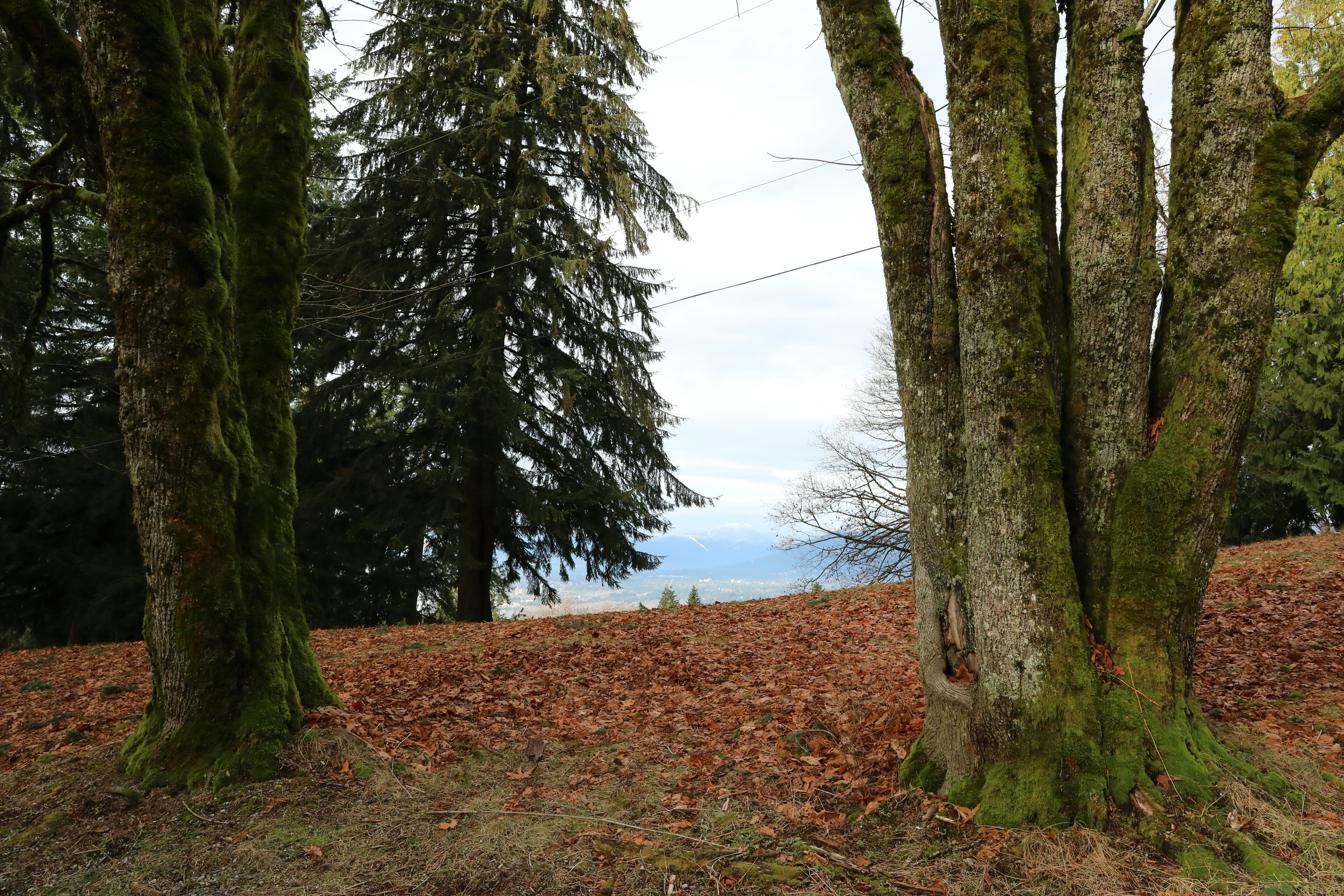Mossy Giants on a Quiet Slope