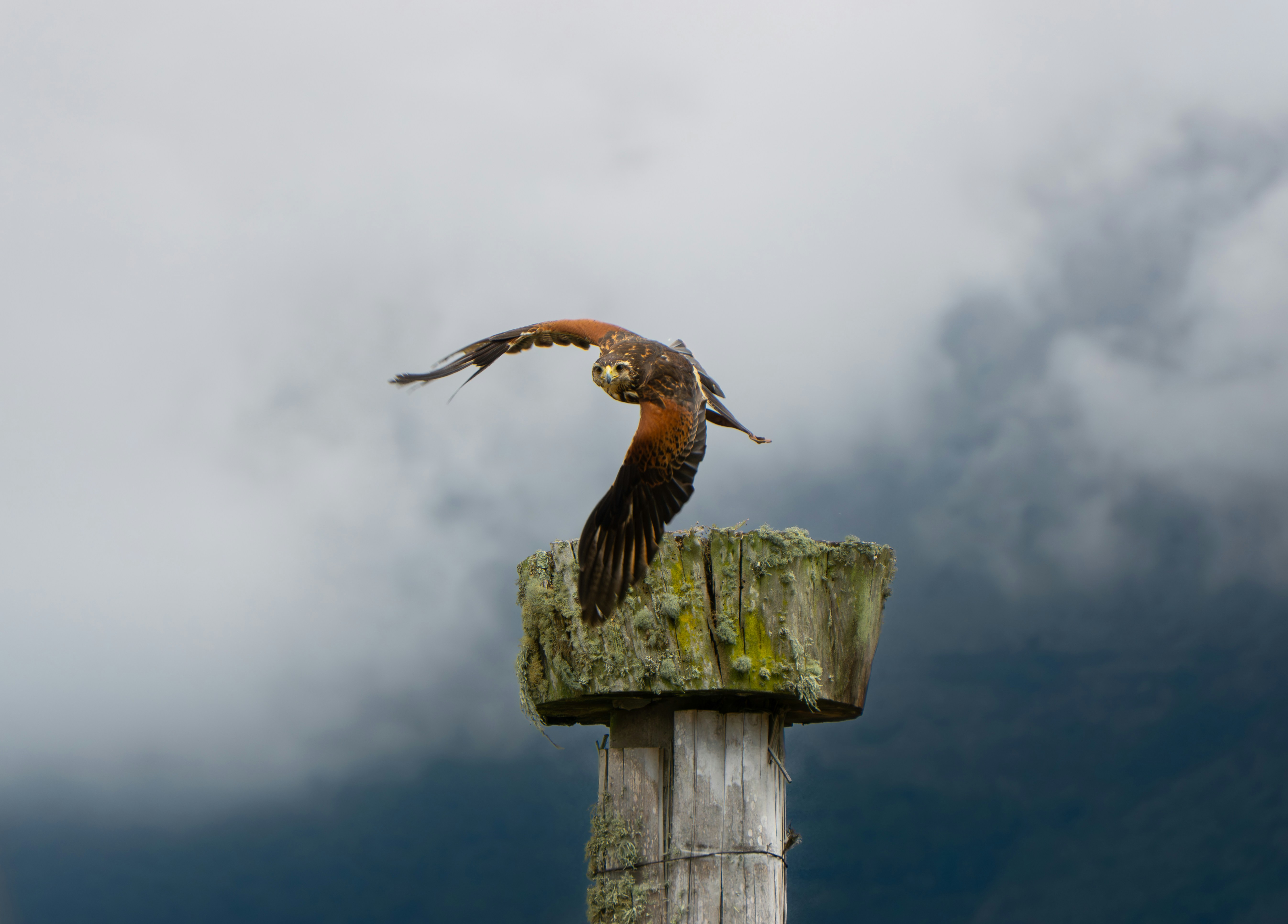Bird on a Weathered Perch: A Moment of Flight Against the Storm