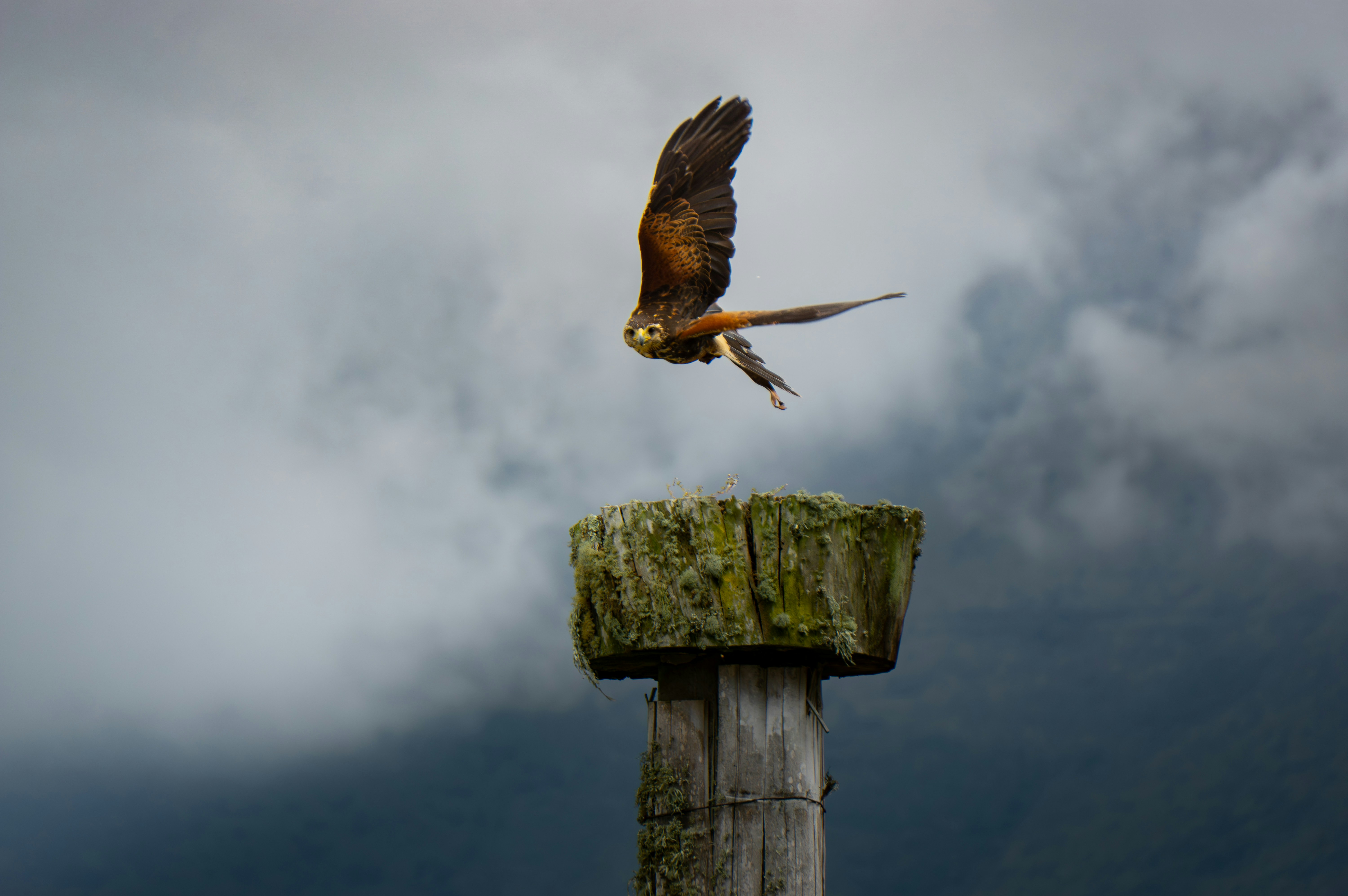 Hawk in Descent: Bold Feathers Against a Stormy Pillar