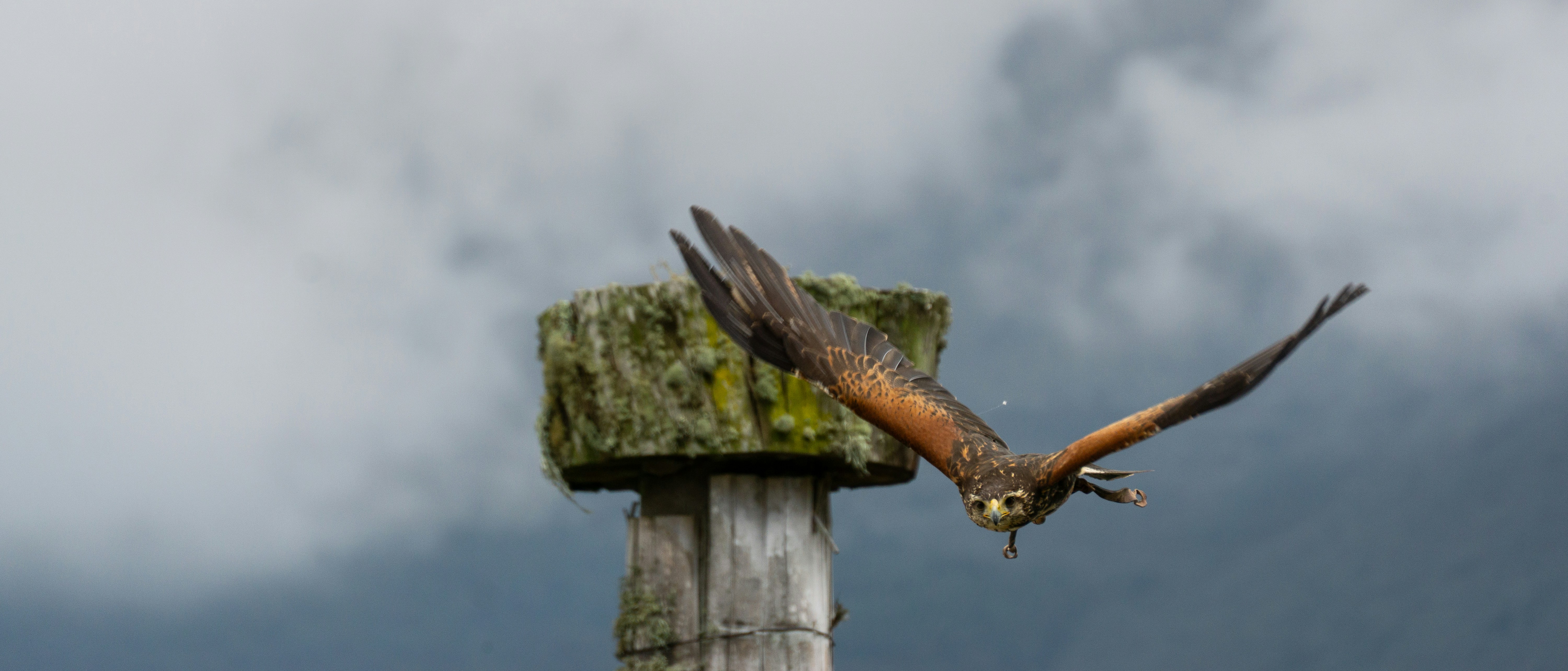 Winged Breakaway: A Hawk Emerges from the Pillar