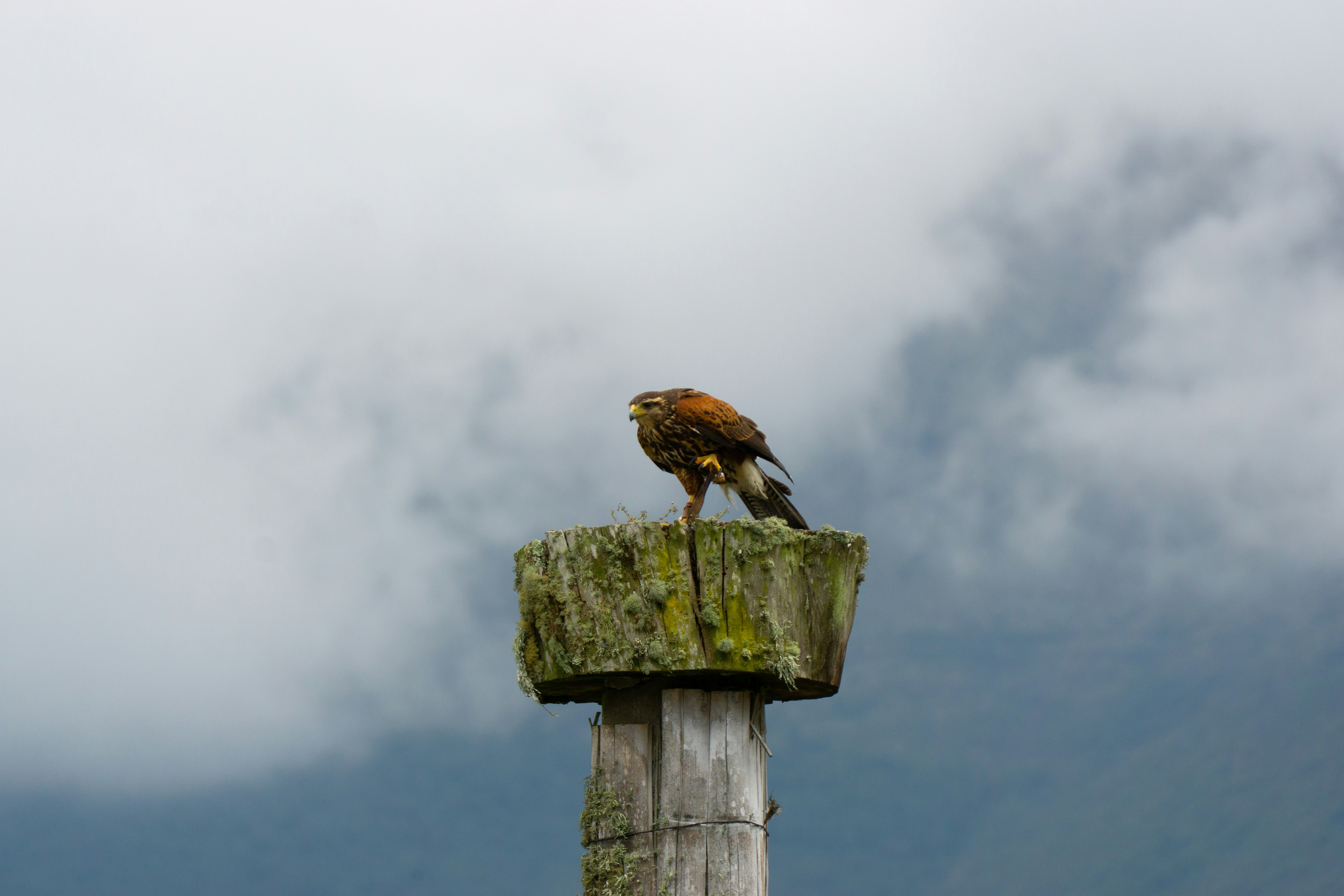 Raptor on a Weathered Perch Against a Misty Sky