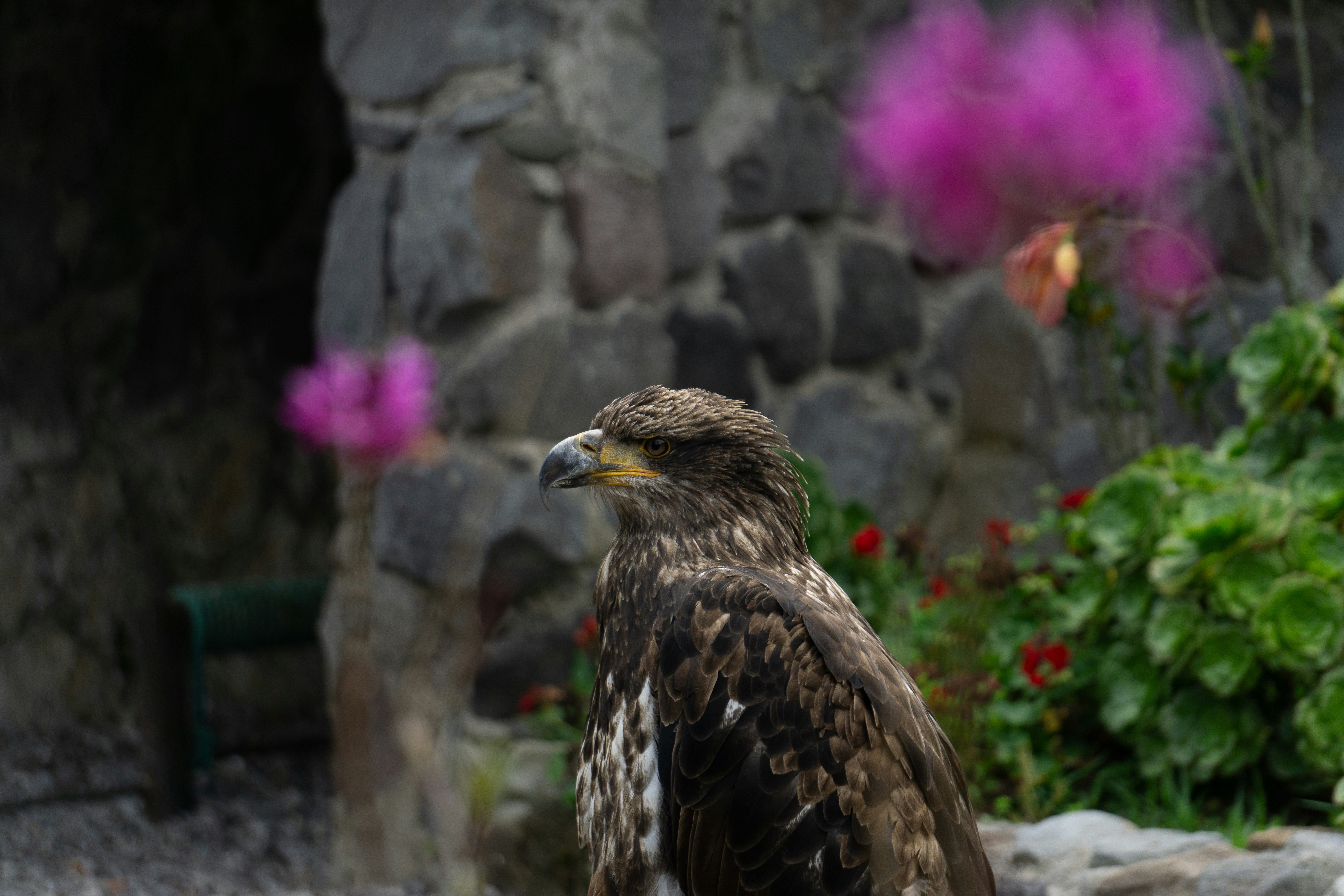 Raptor at Rest Among Stone and Flower