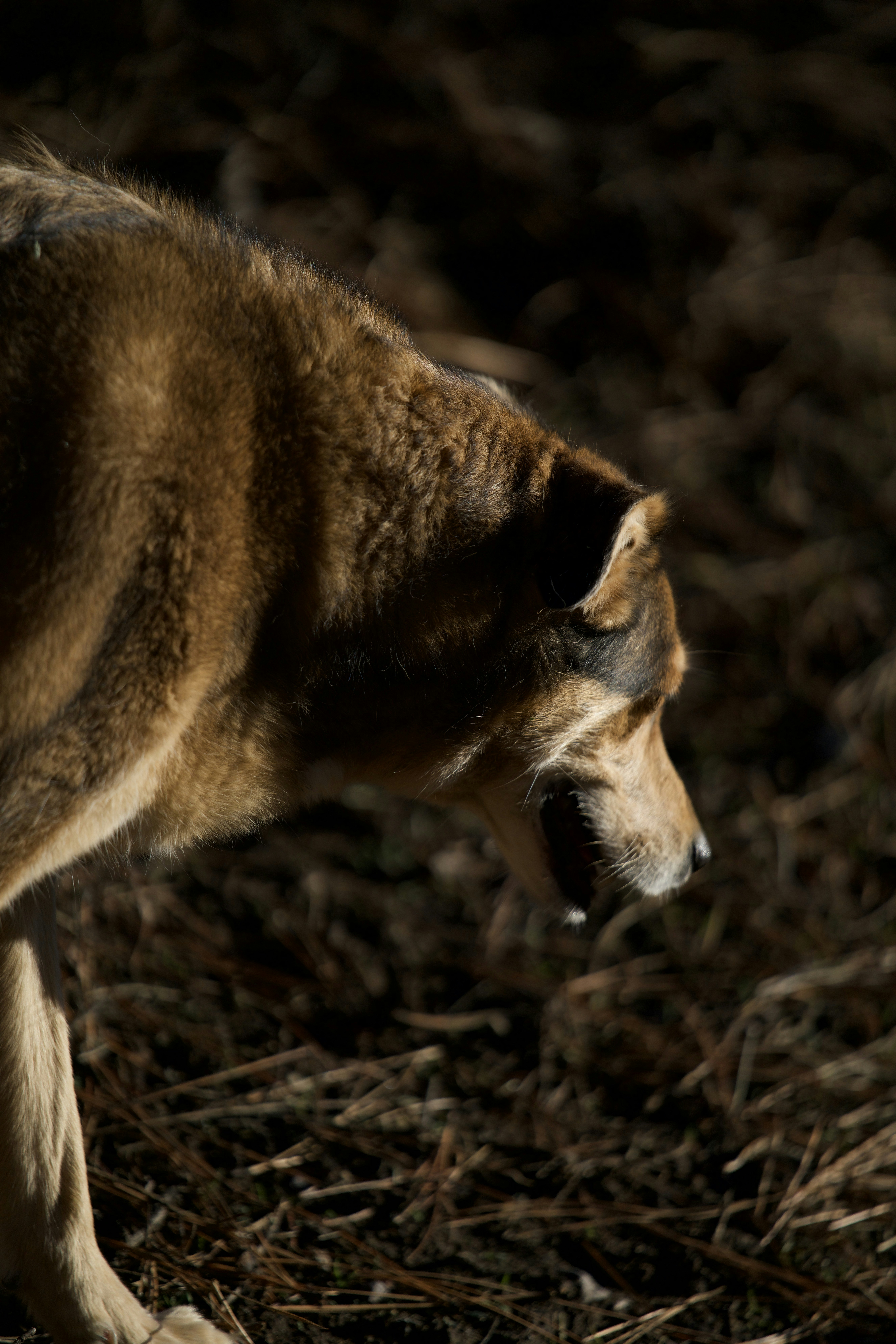 Mellow Gaze of a Ground-Dwelling Canid in Dappled Light