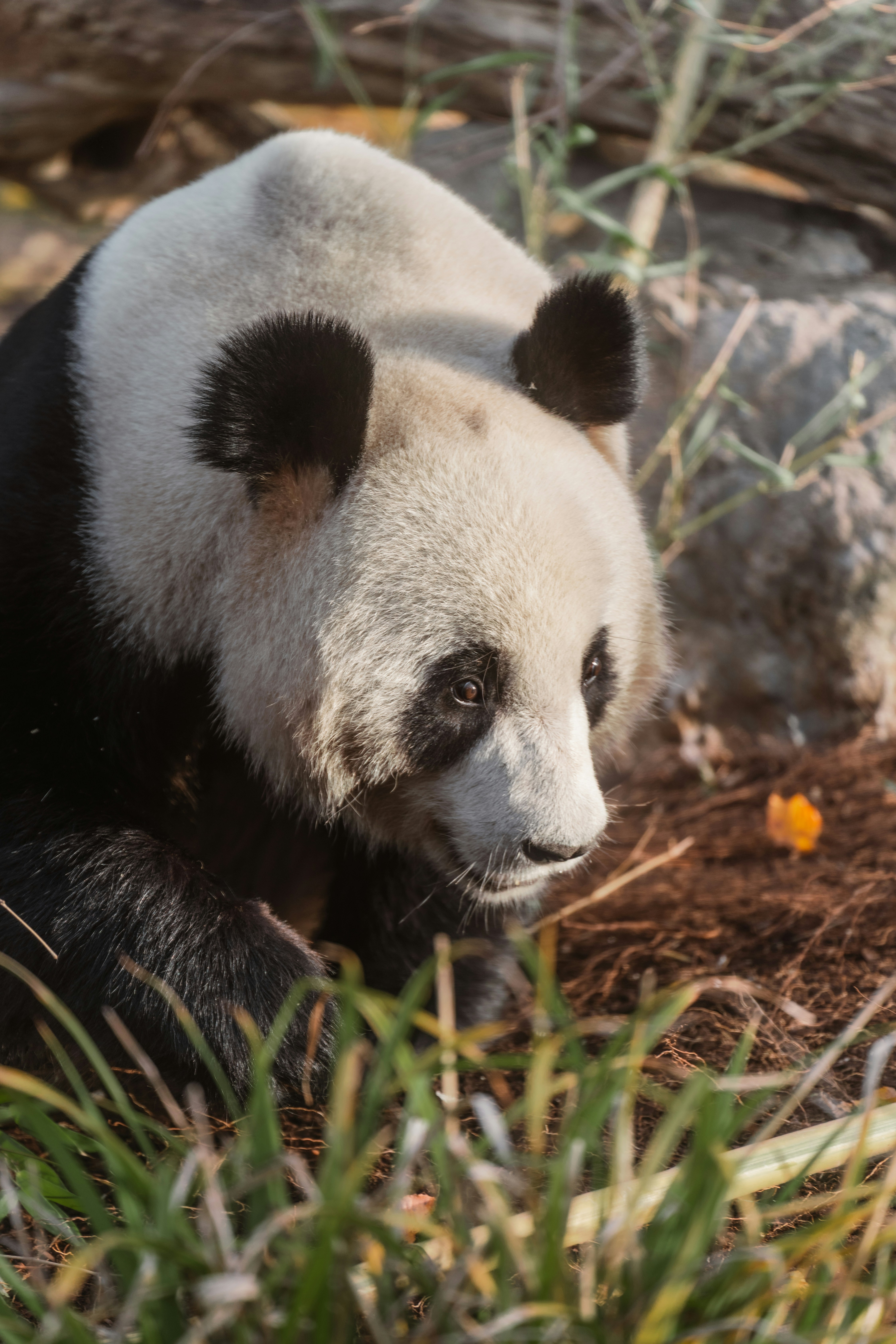 Panda in the Grass: A Gentle Stare from the Shade