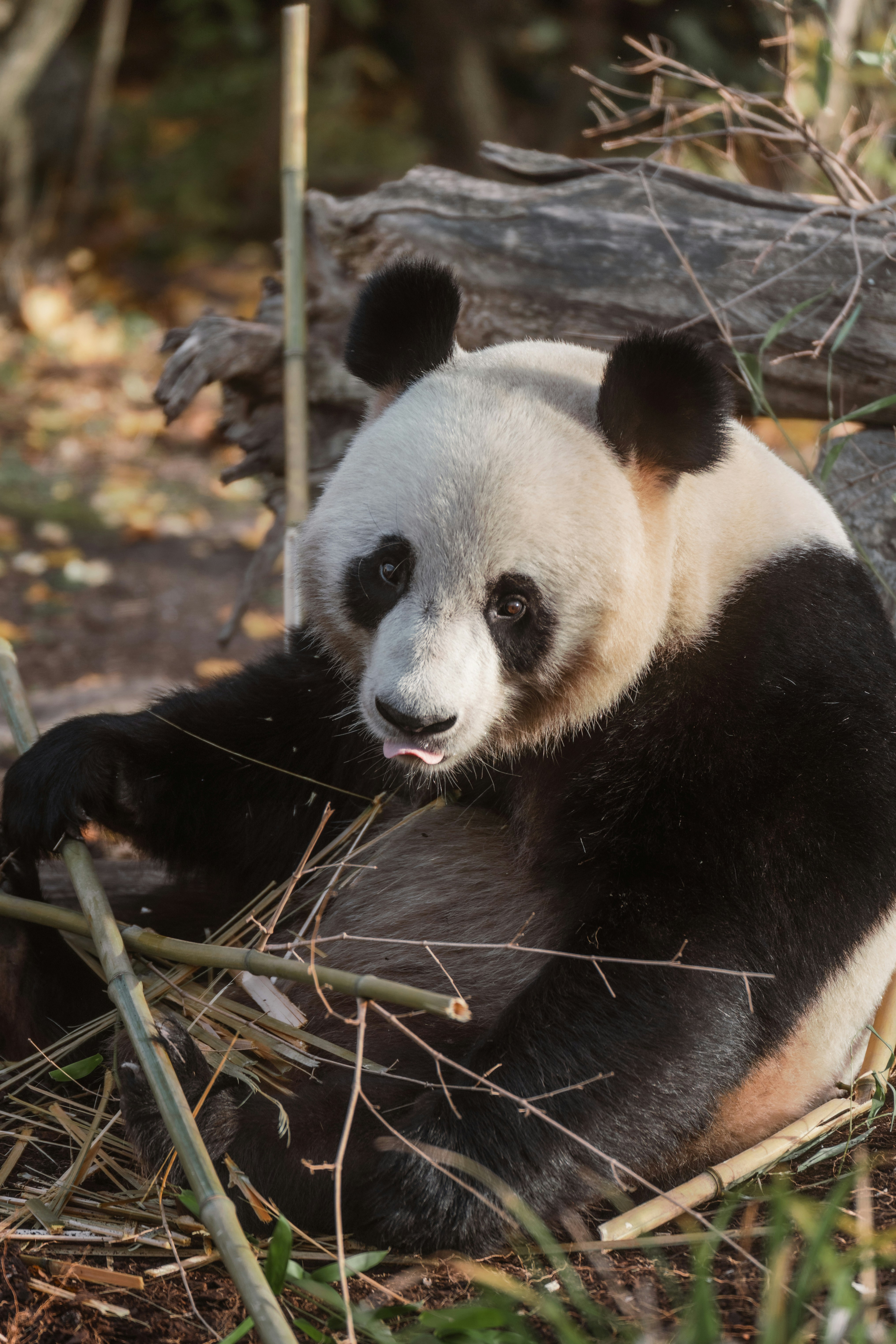 Gentle Giant in a Bamboo Bed