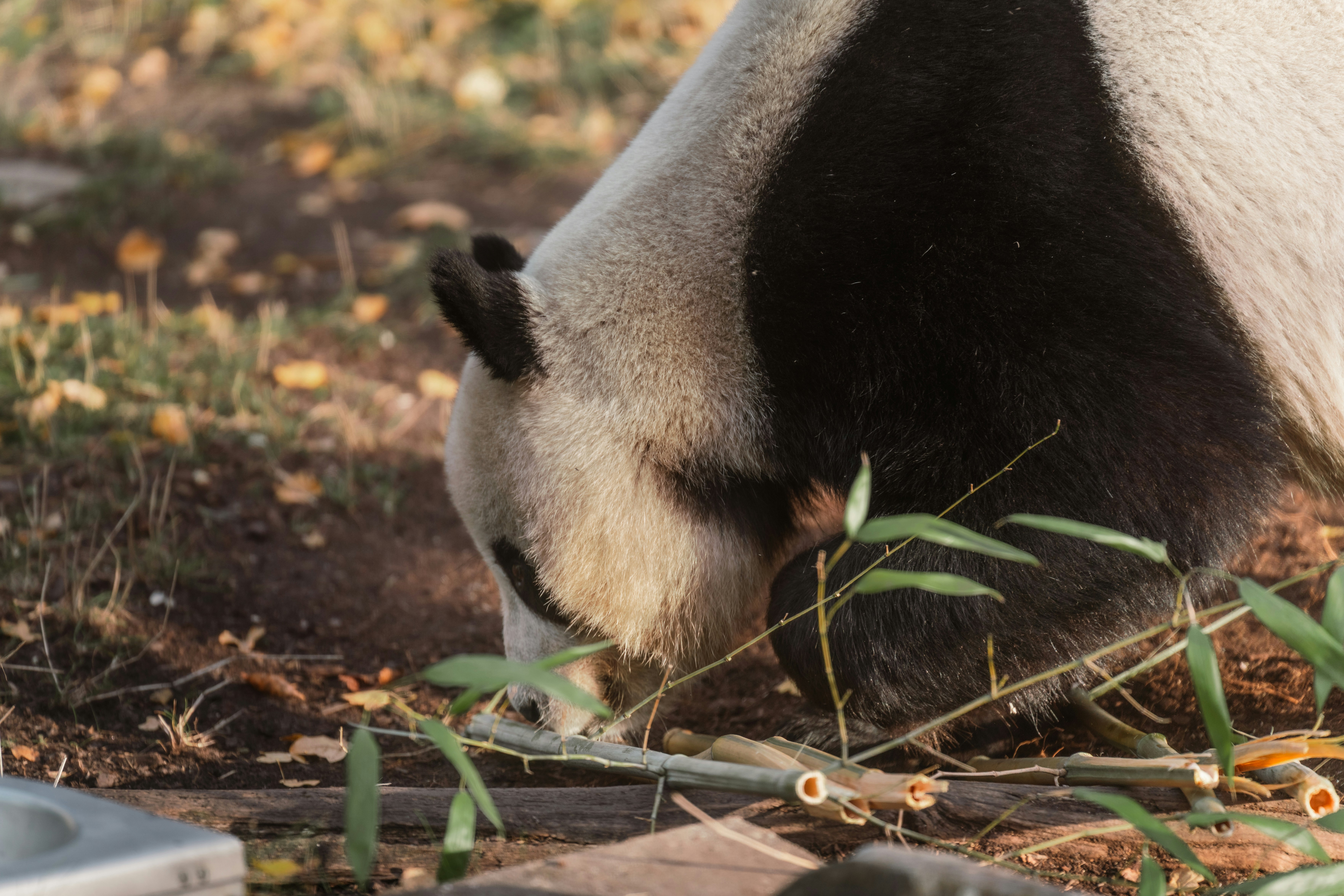 Close-up Silhouette: The Gently Grazing Zebra Nuzzle