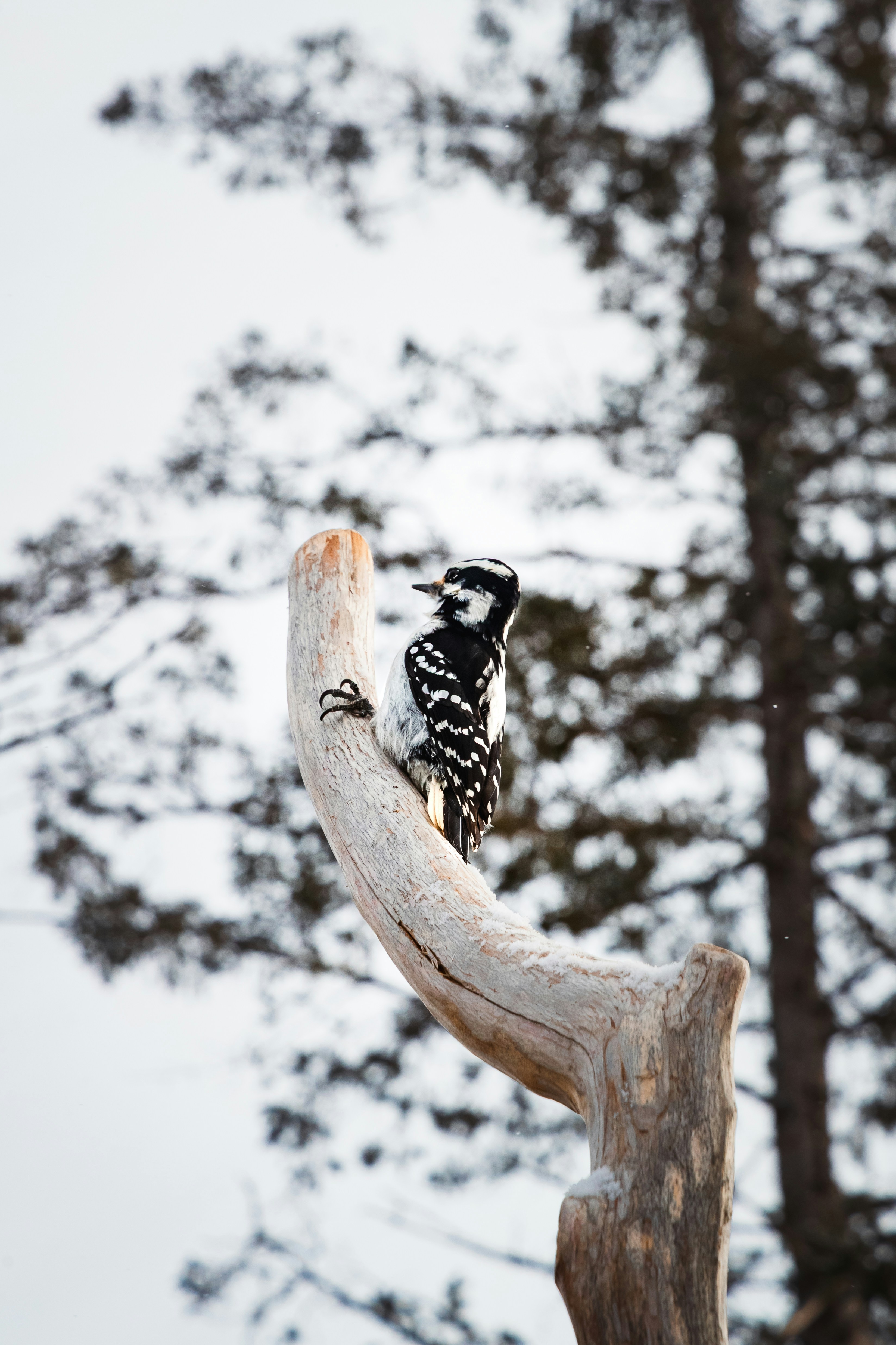 Photo by Lianhao Qu with Canon EOS R