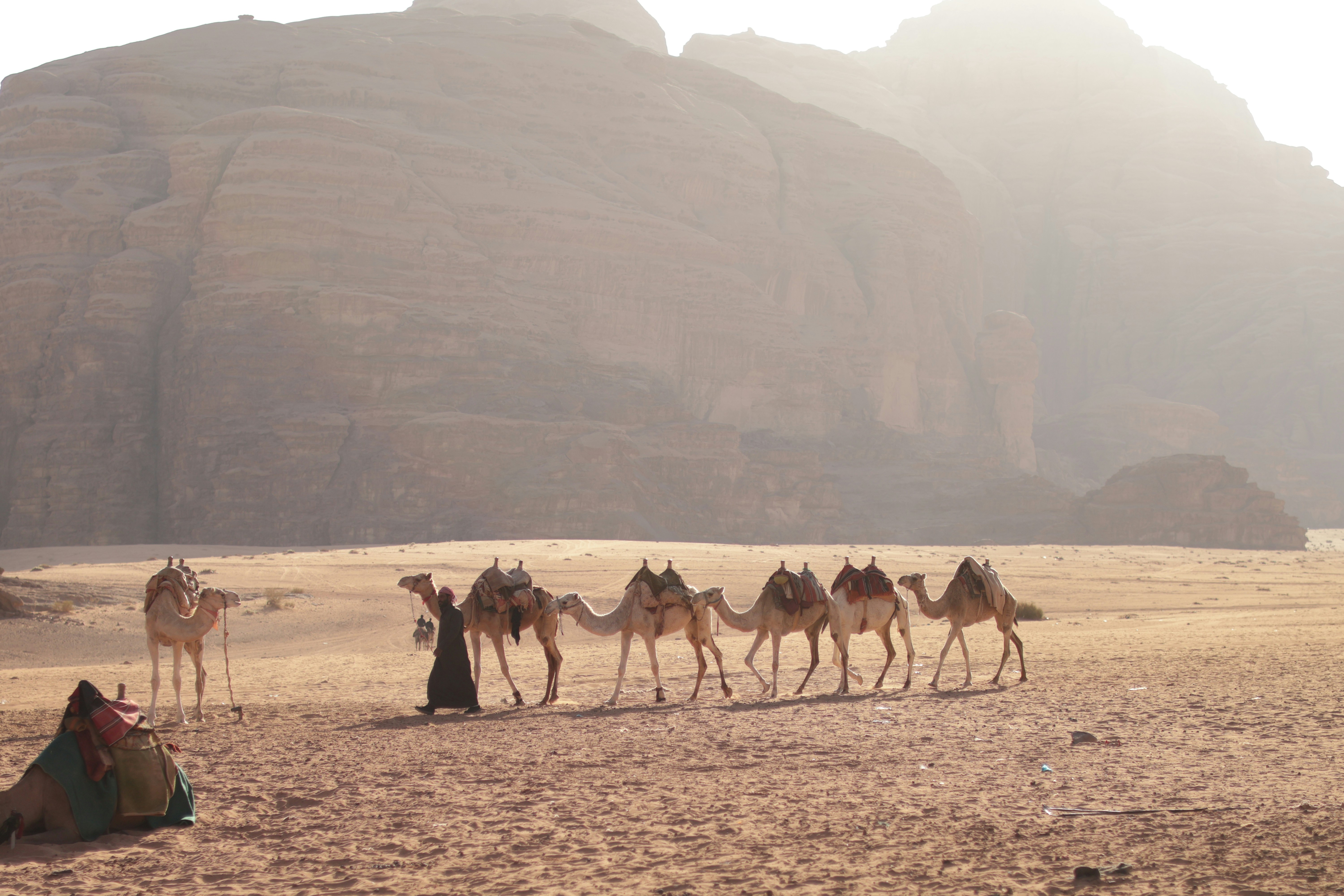 Camels and a guide walking through a desert landscape.