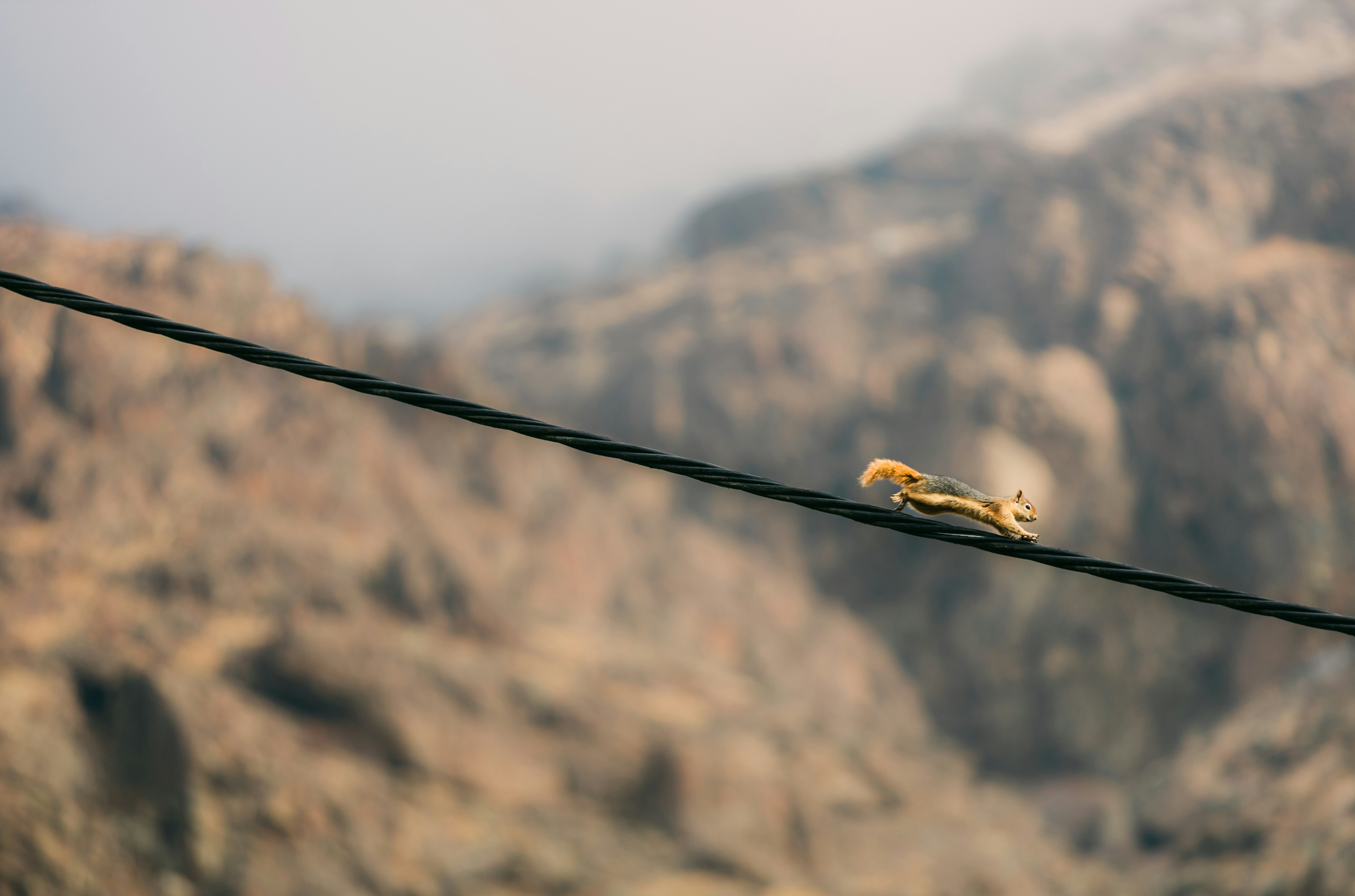 A Lone Squirrel on a Wavy Line Above a Rocky Expanse