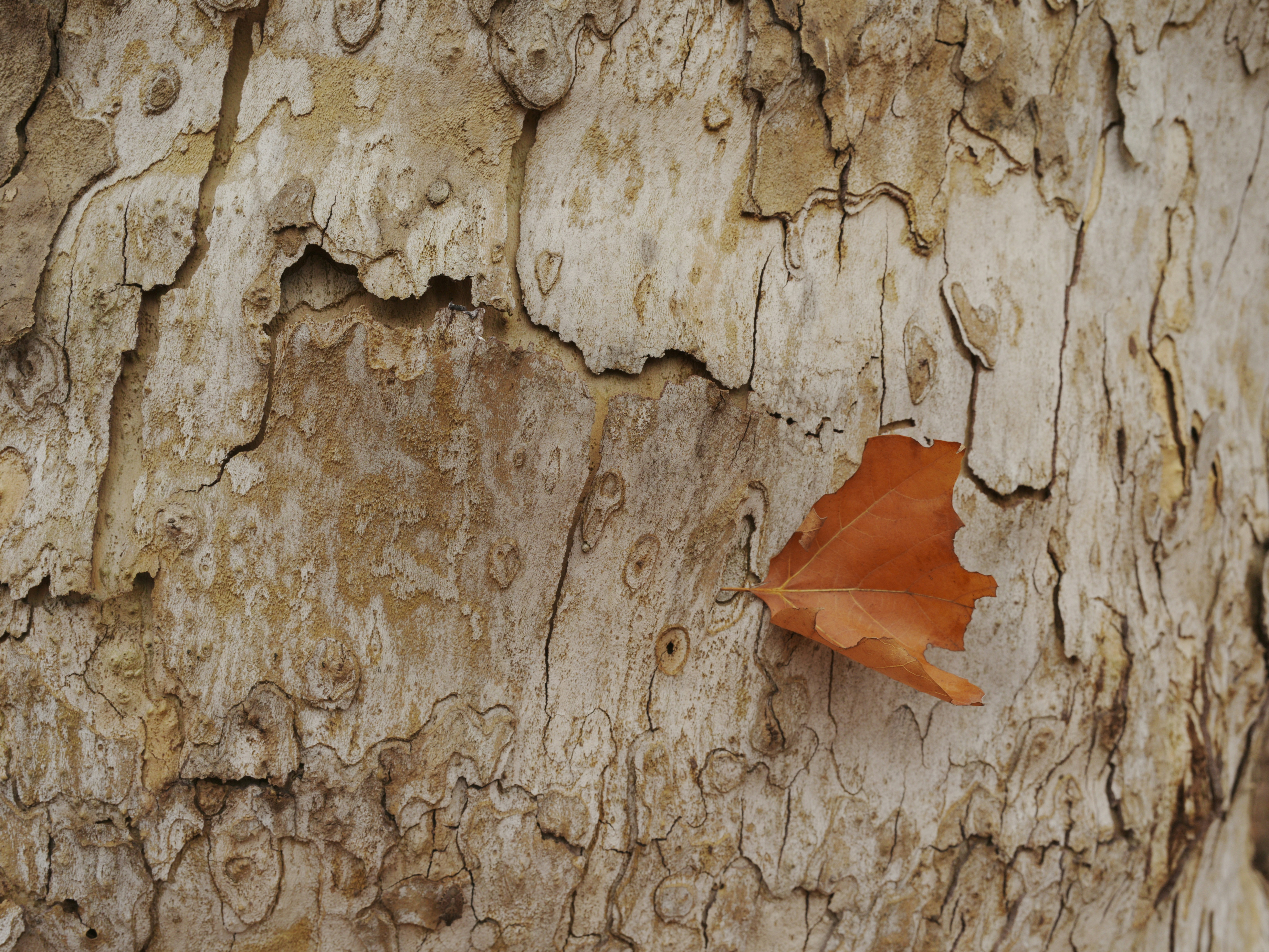Autumn Leaf on Weathered Bark: a Quiet Portrait of Texture