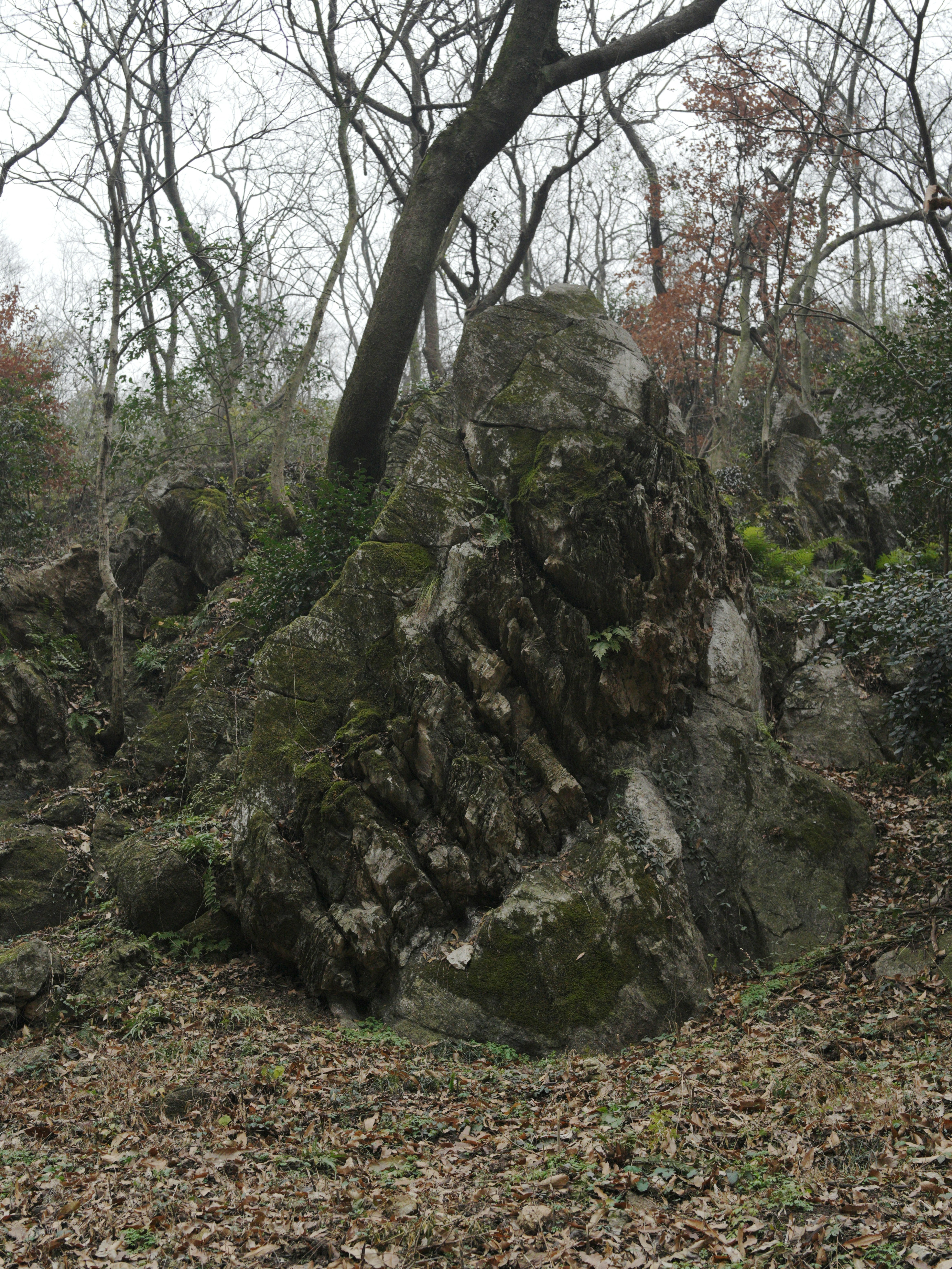 Rugged Mossy Rock Ridge in a Leaf-Strewn Clearing