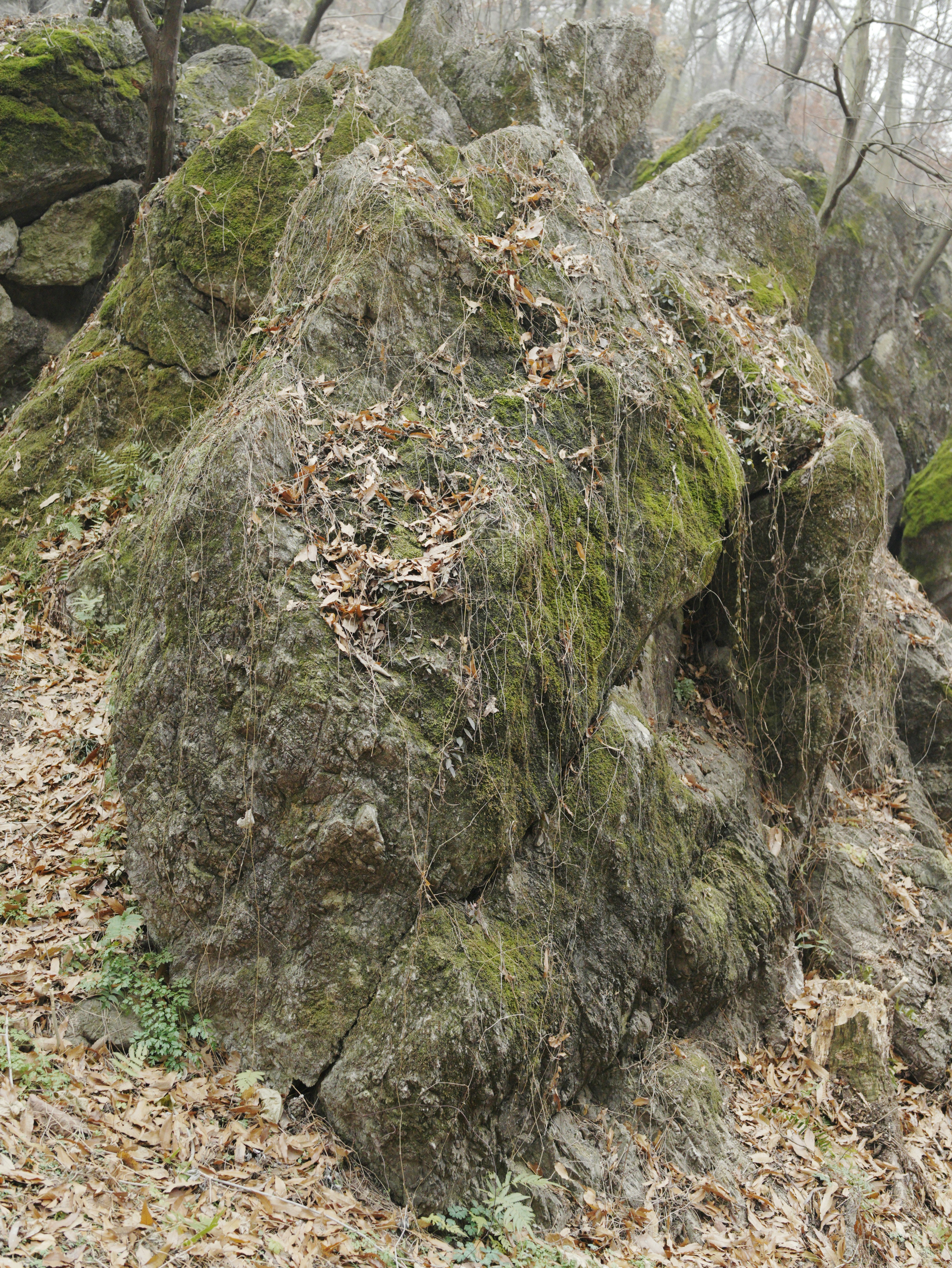 Moss-Capped Granite in Quiet Forest Fold