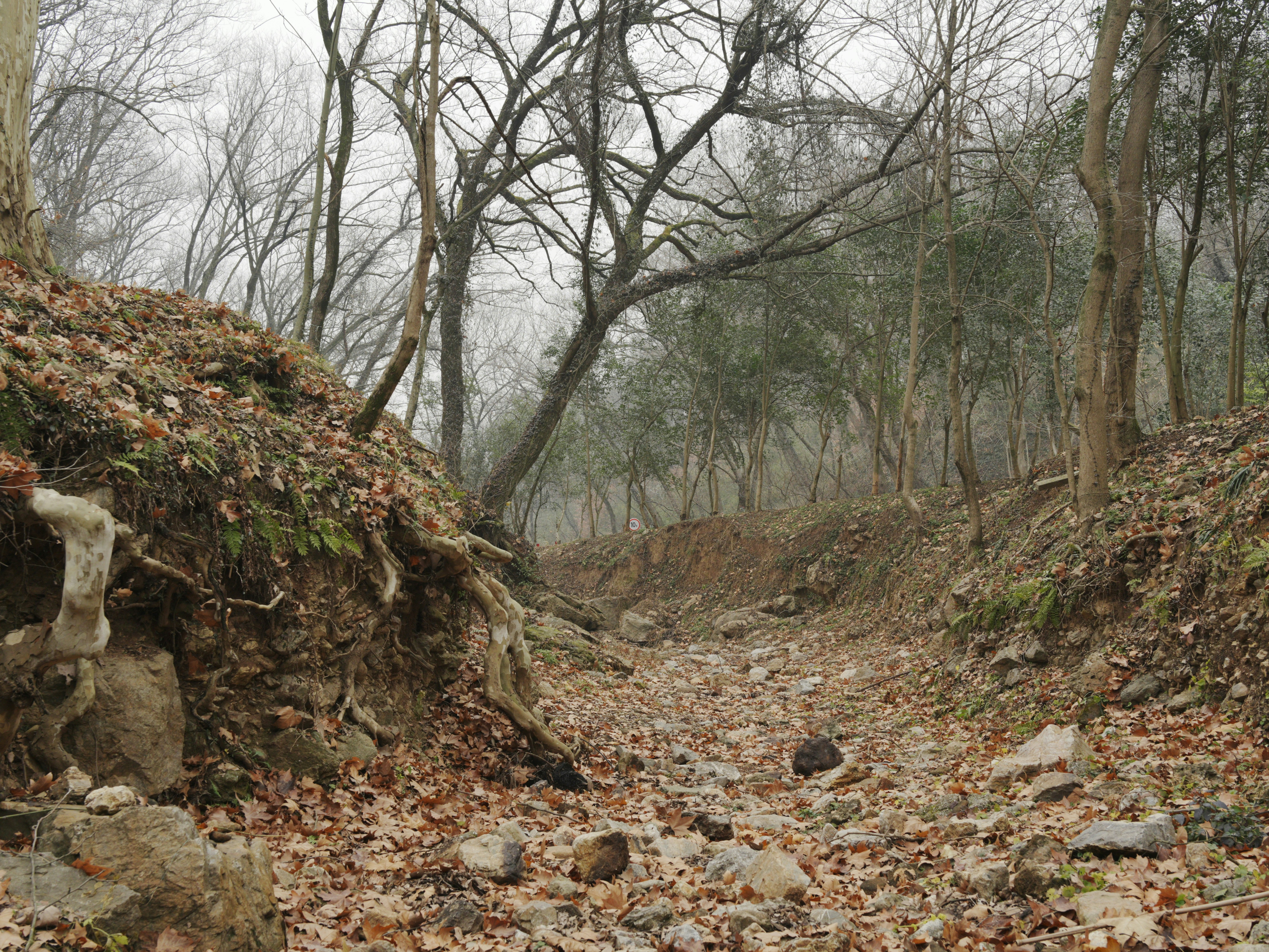 Rugged Path Through a Leaf-Littered Forest Gorge