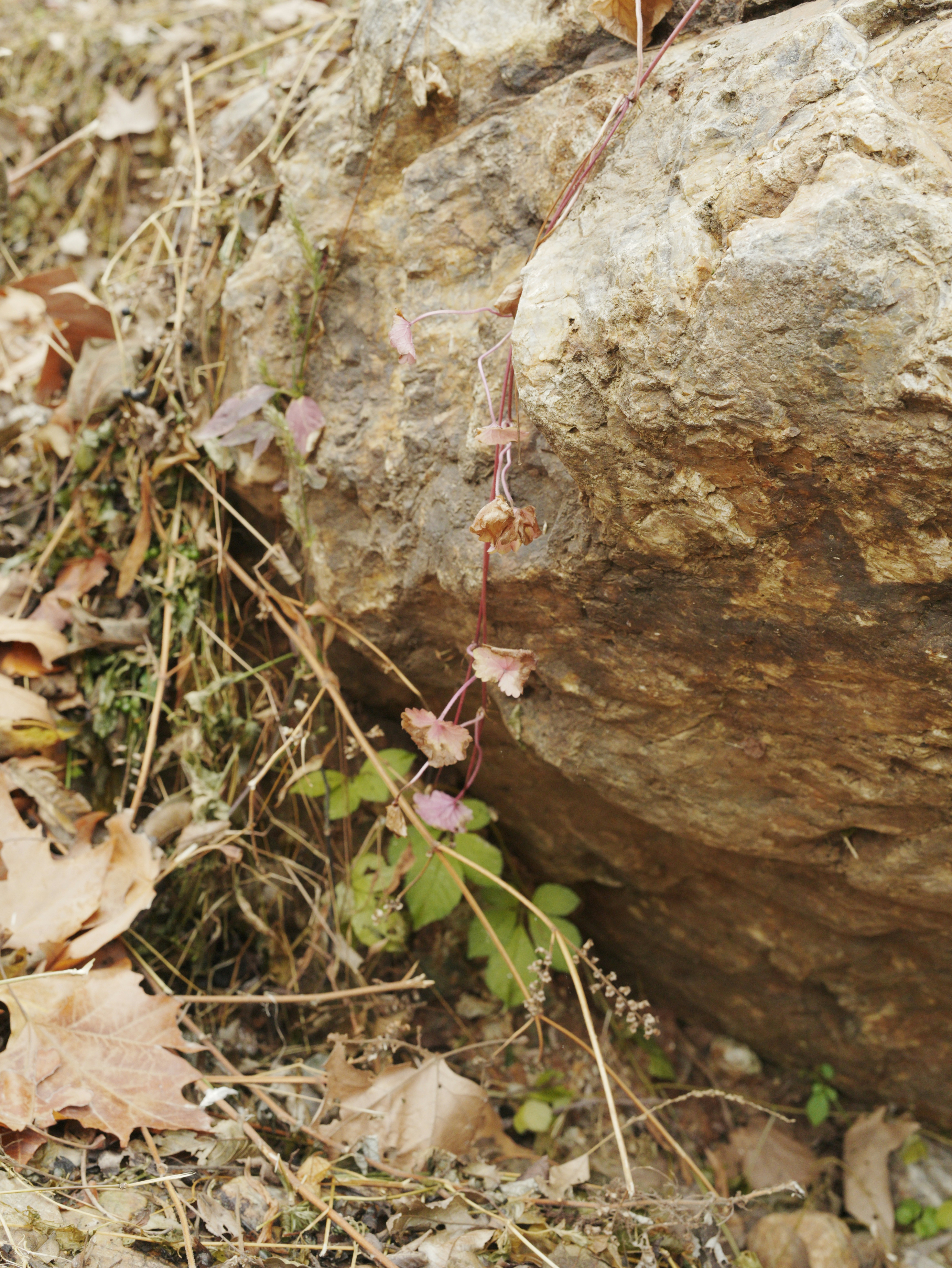 Vine curling over a rugged rock ledge
