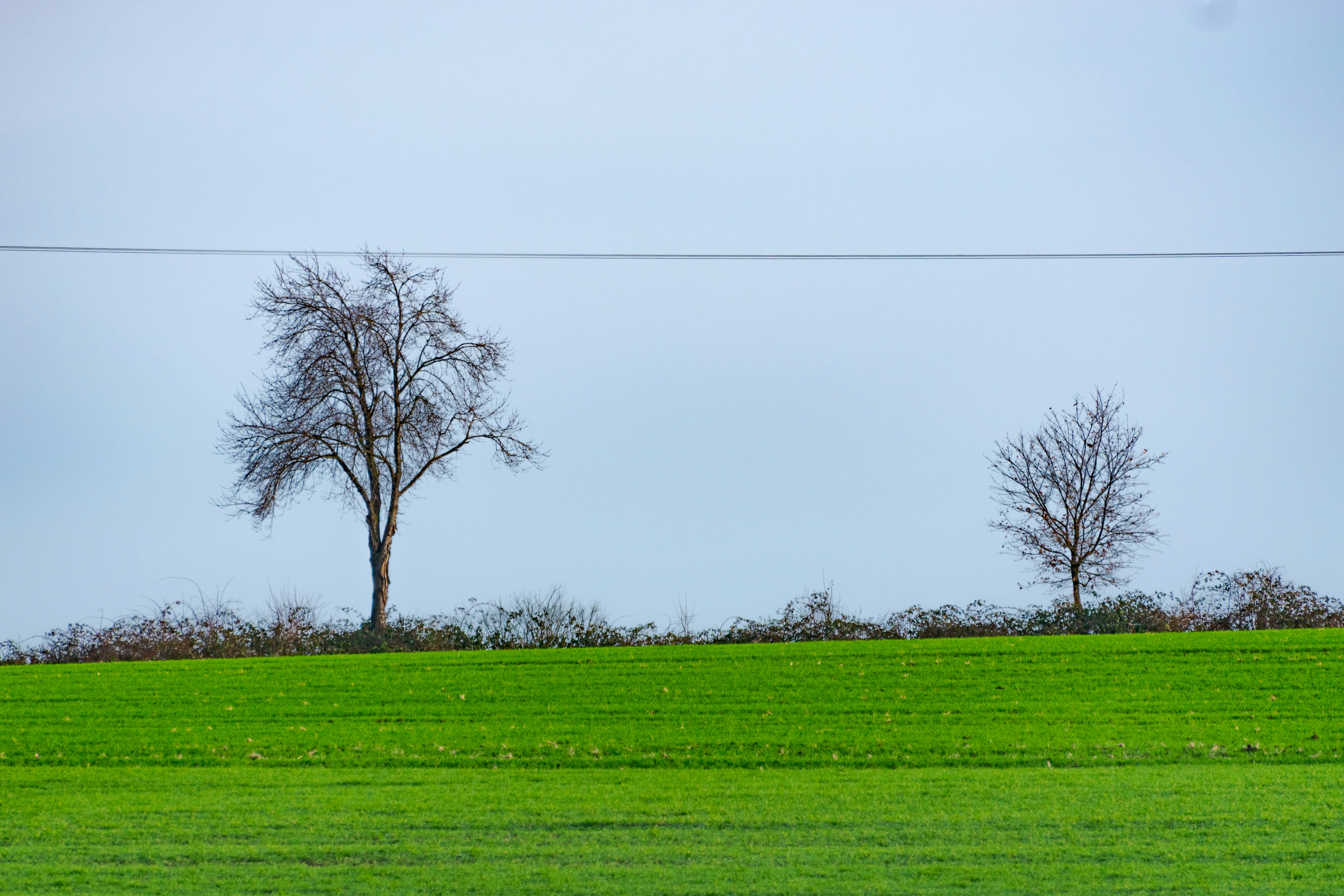 Lonely Trees Over a Vibrant Field