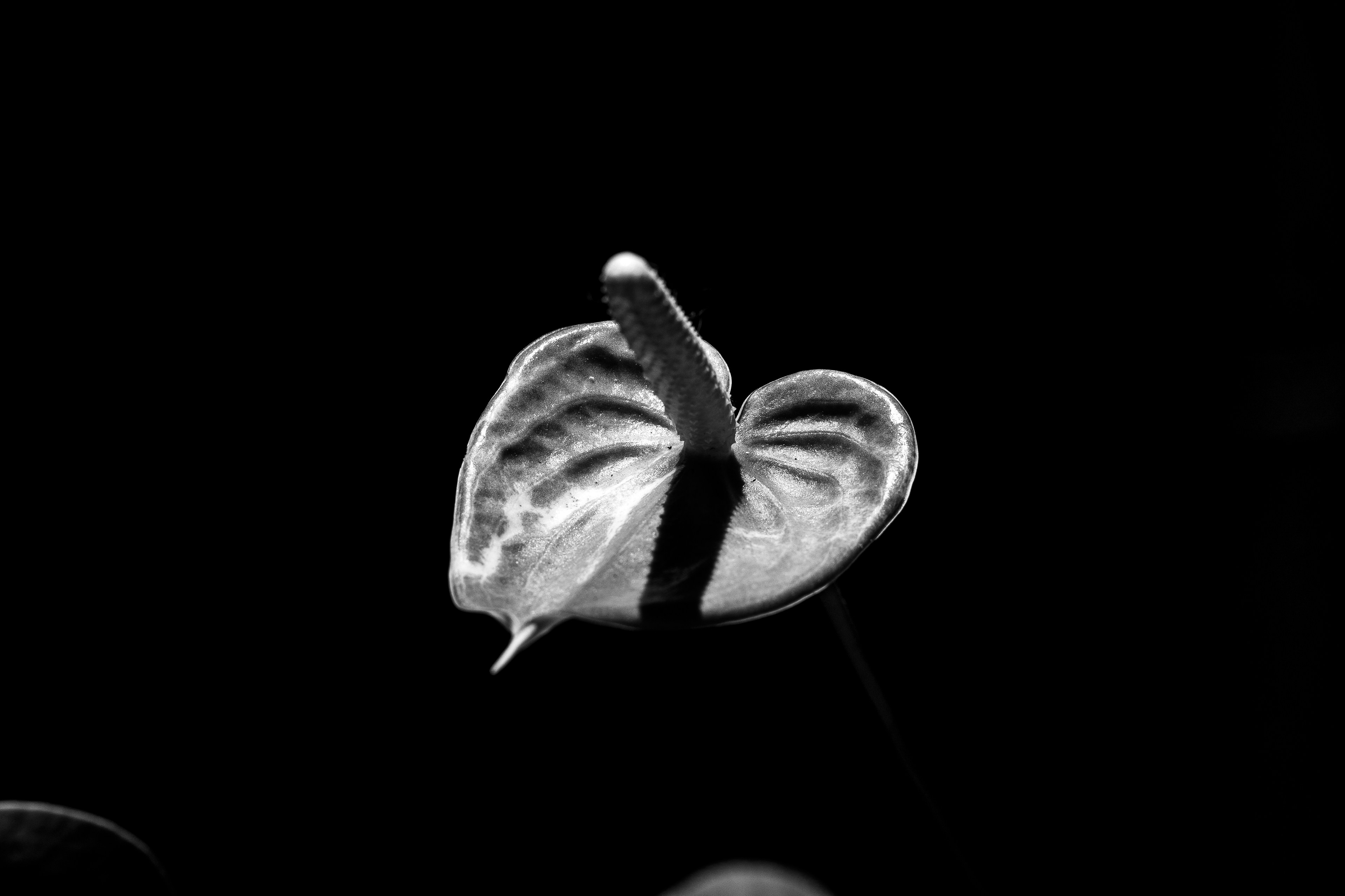 Silhouette of a Single Anthurium Bloom: A Study in Contrast