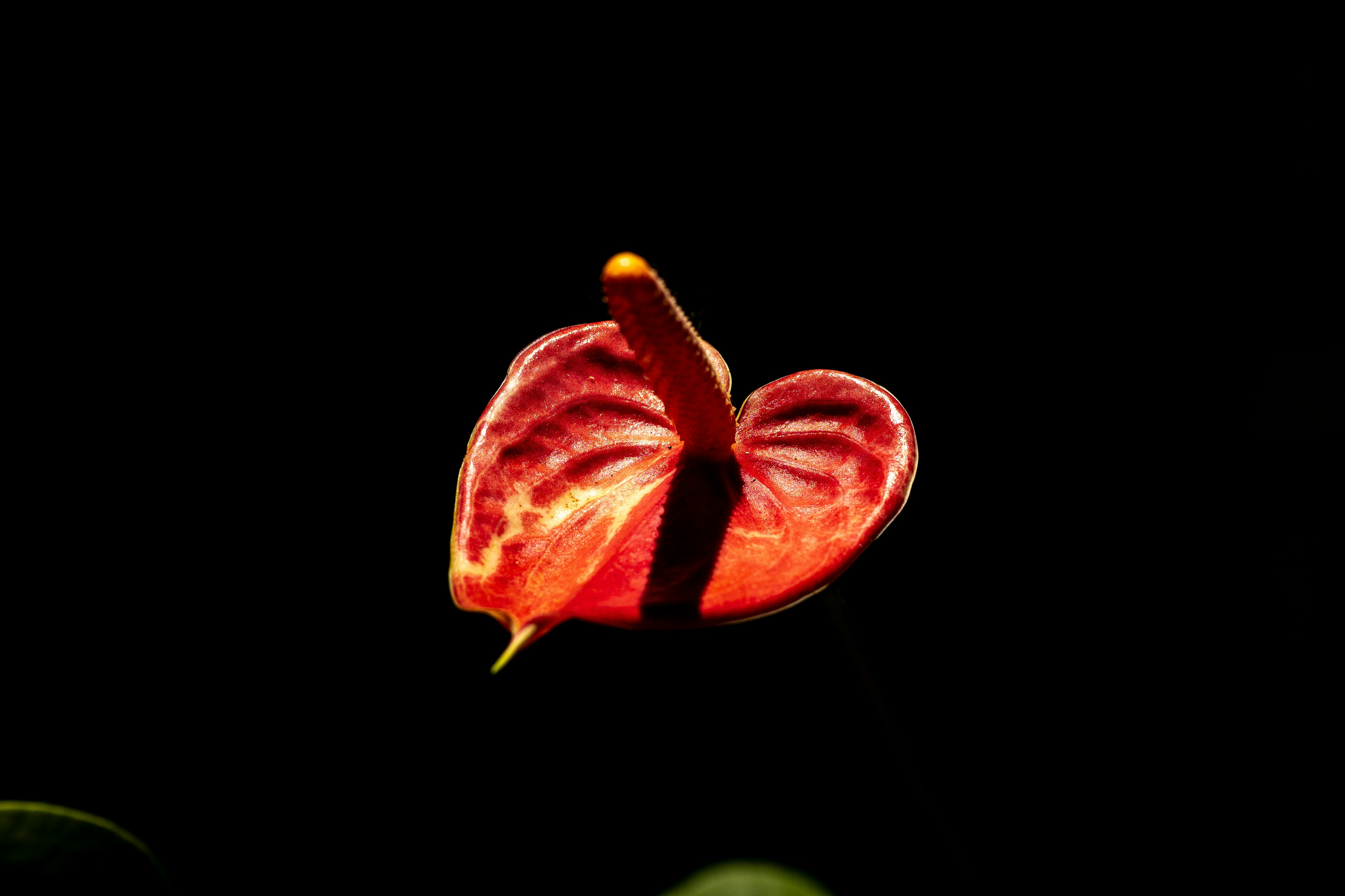Crimson Torch in the Dark