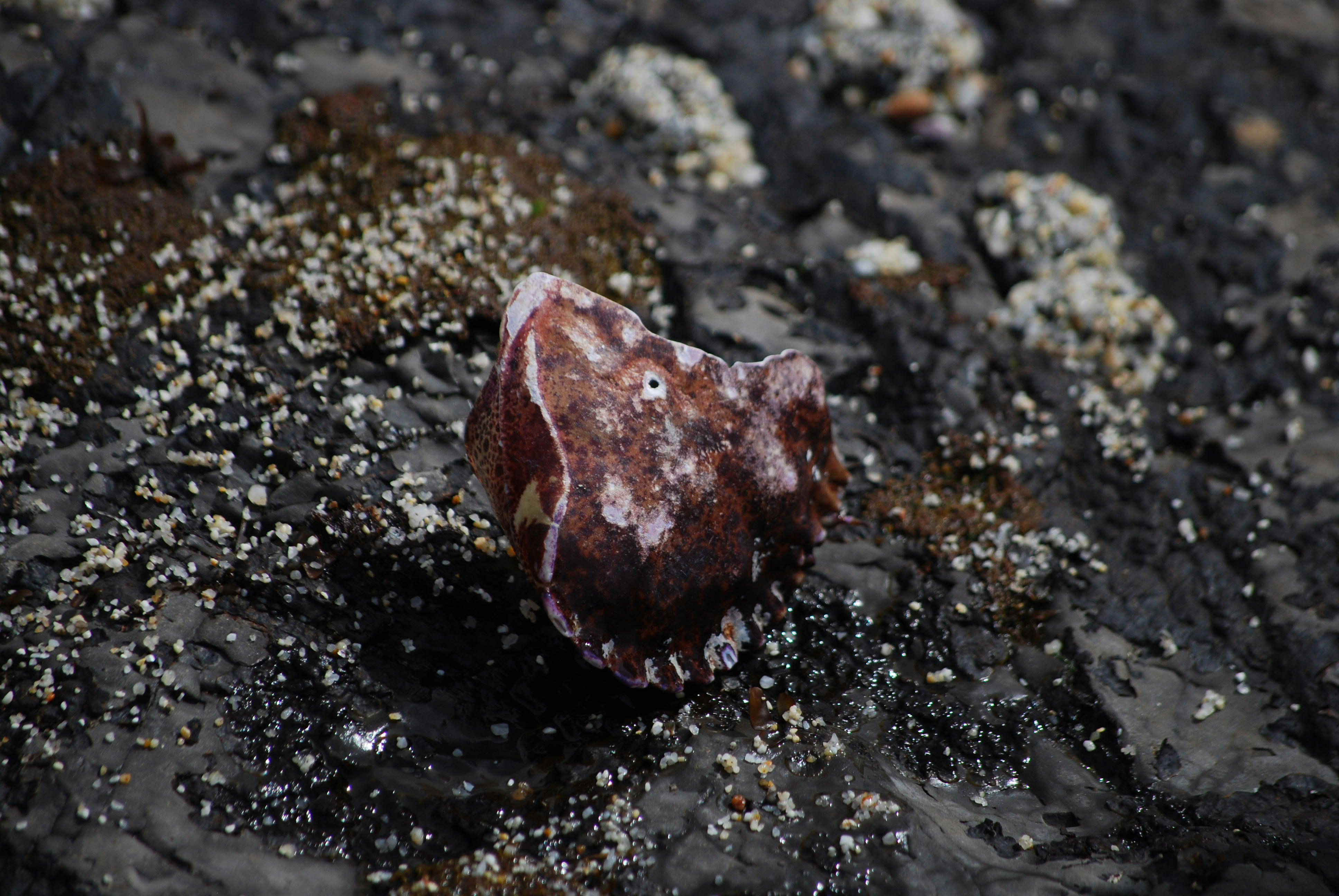 Pebble in the Lava Dust: A Close-Up on a Weathered Stone