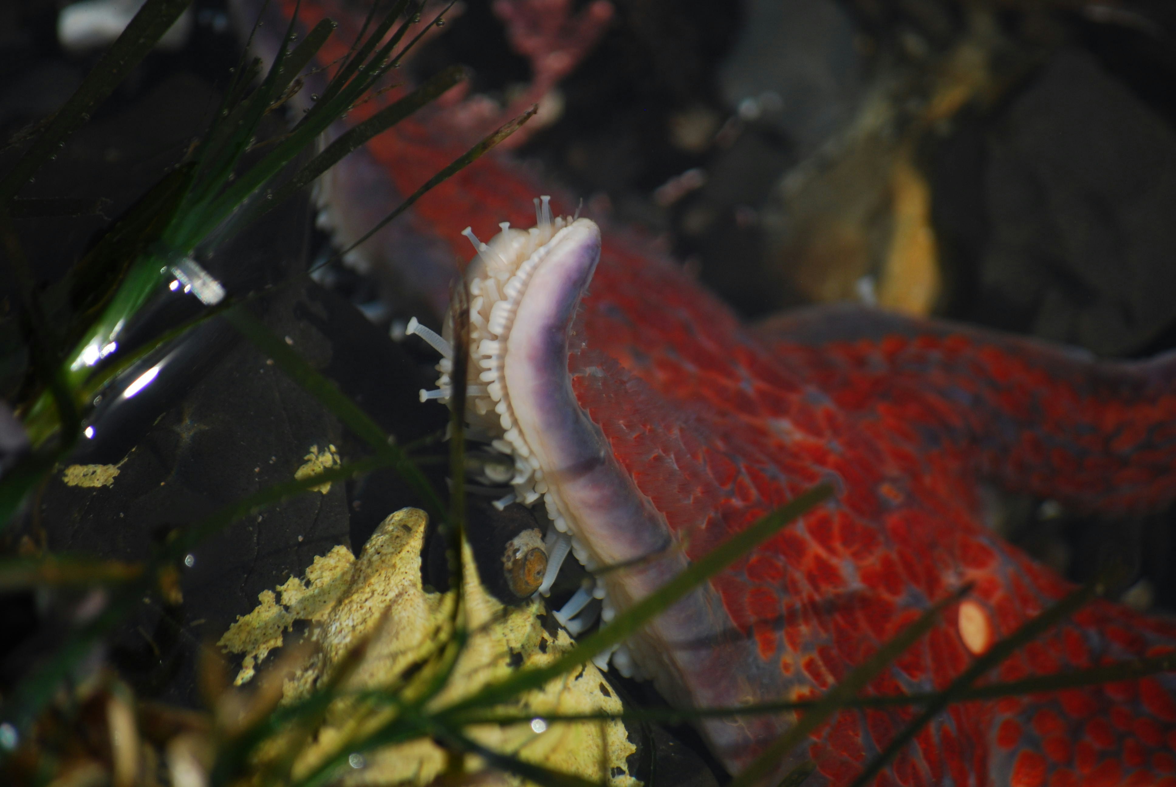 Purple-lipped Nudibranch Veil over a Red Sea Star
