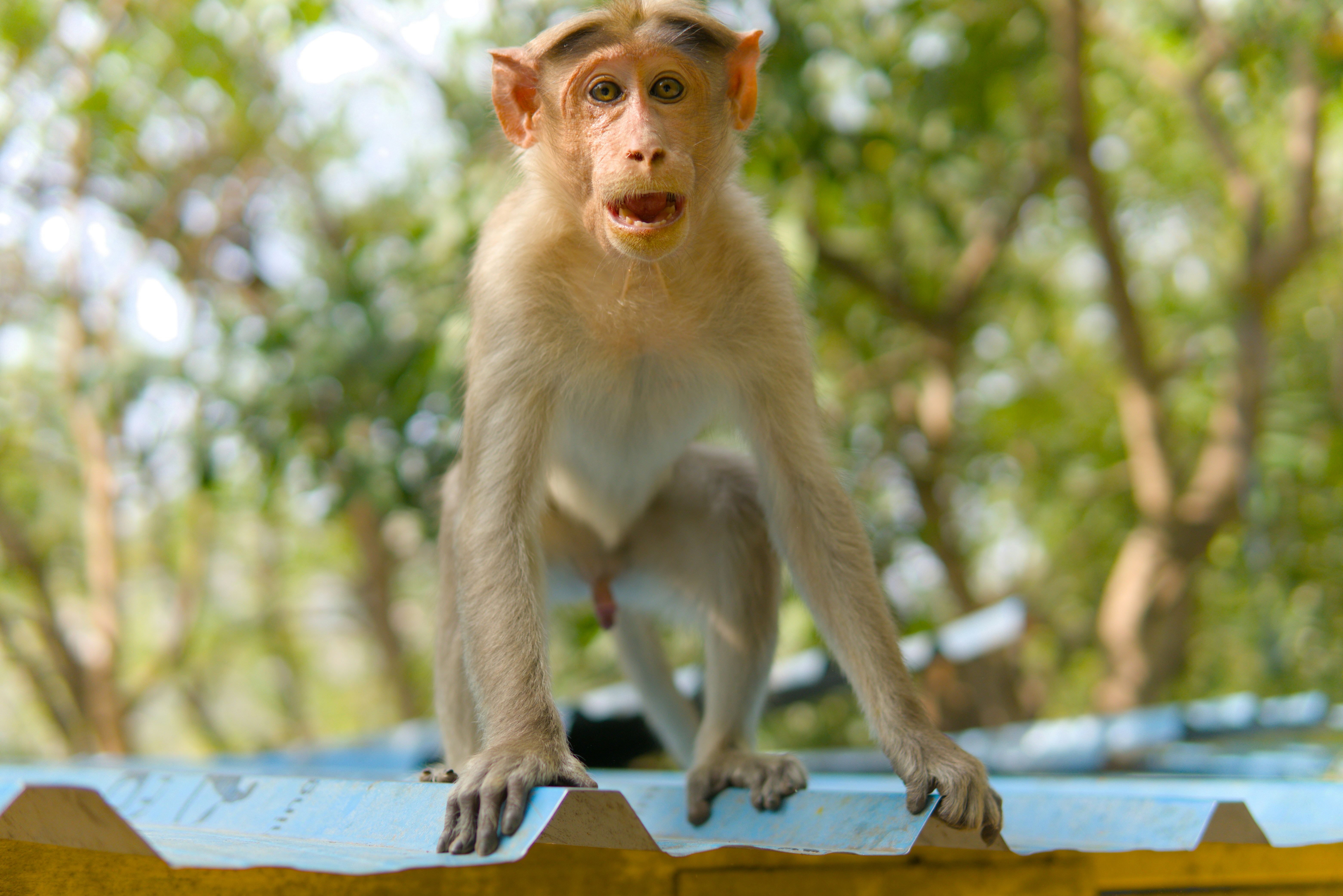 Curious Macaque Perches on Colorful Platform