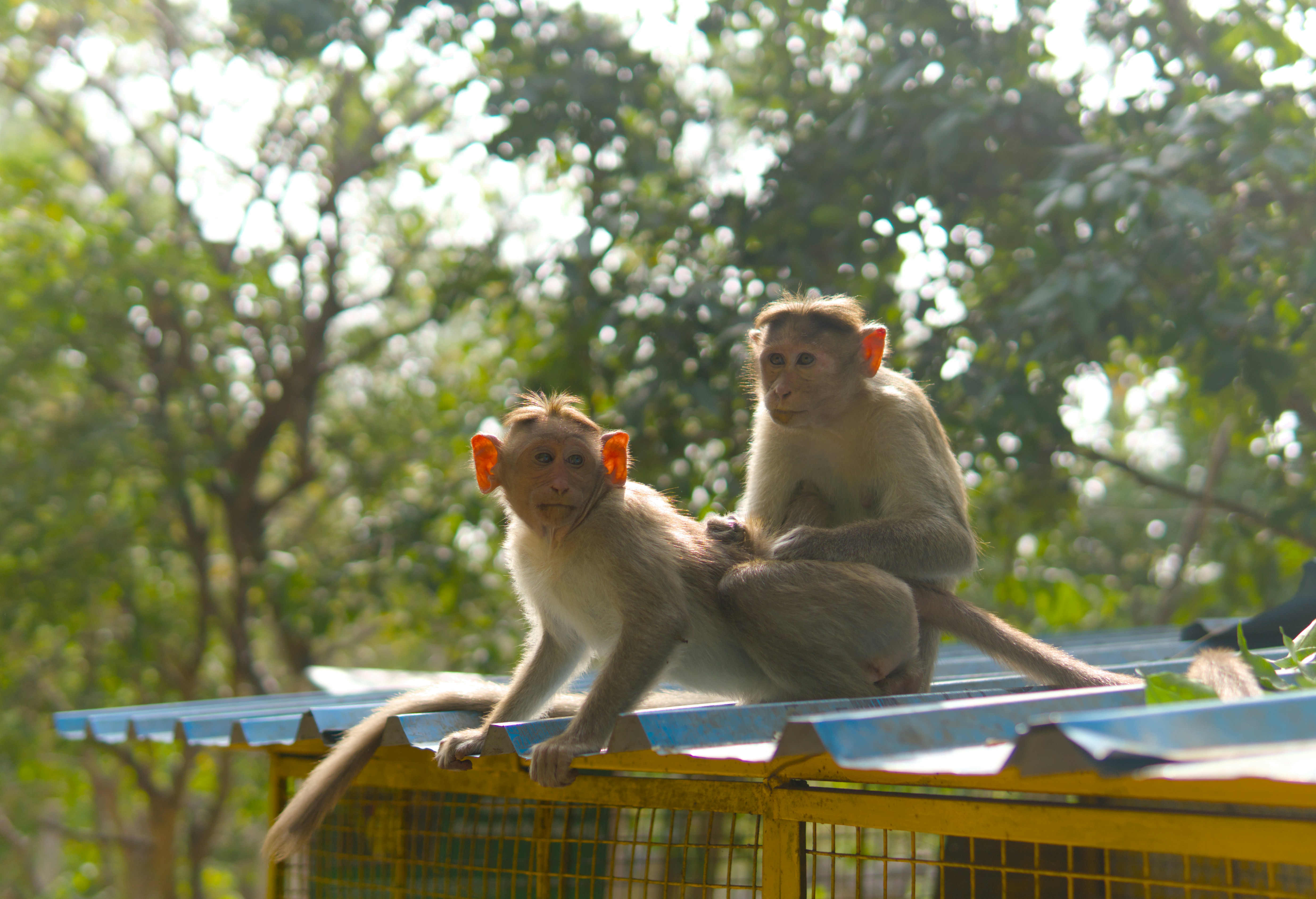 Twin Monkeys on a Sunlit Roof