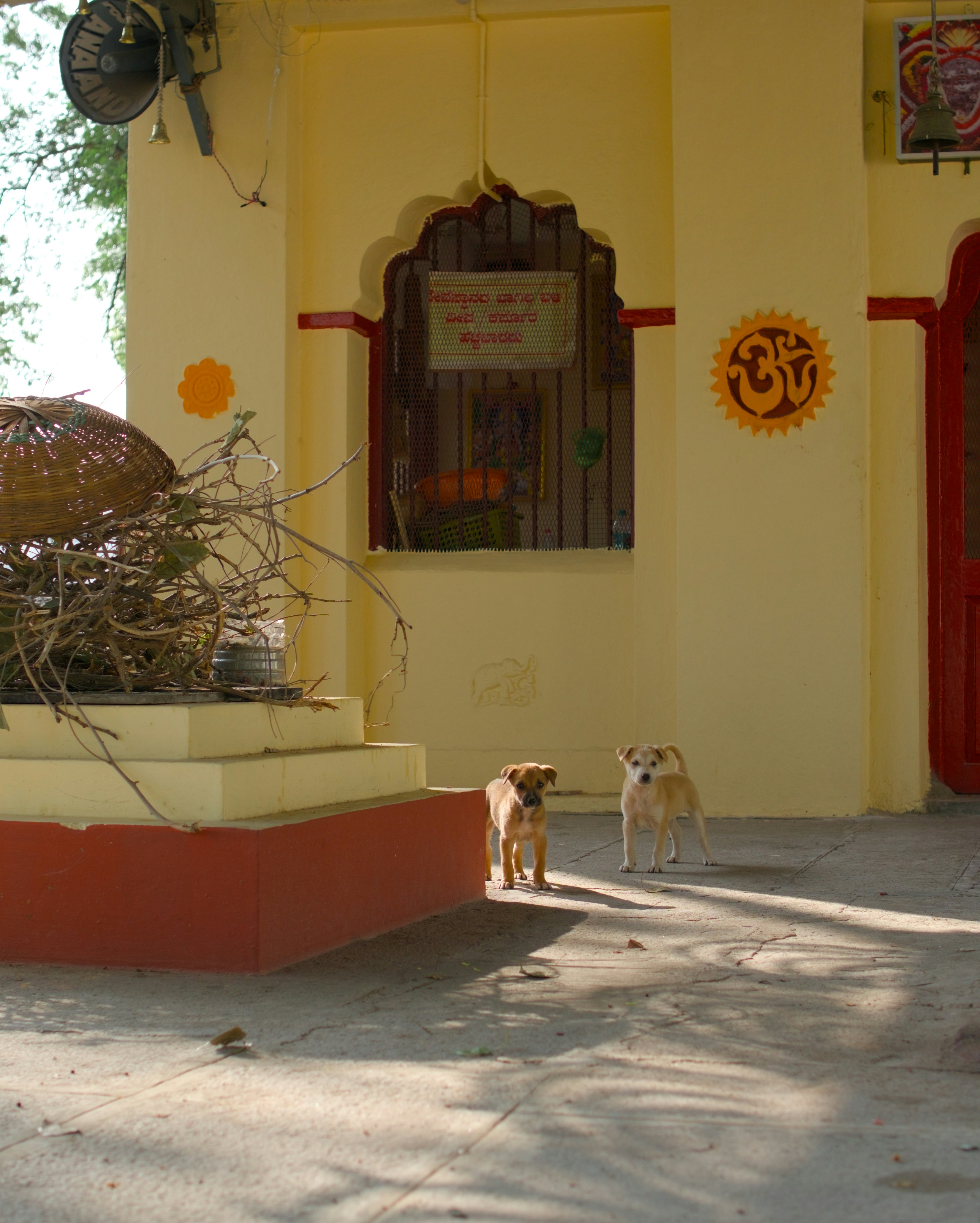 Two stray pups stand guard before a sunlit temple facade