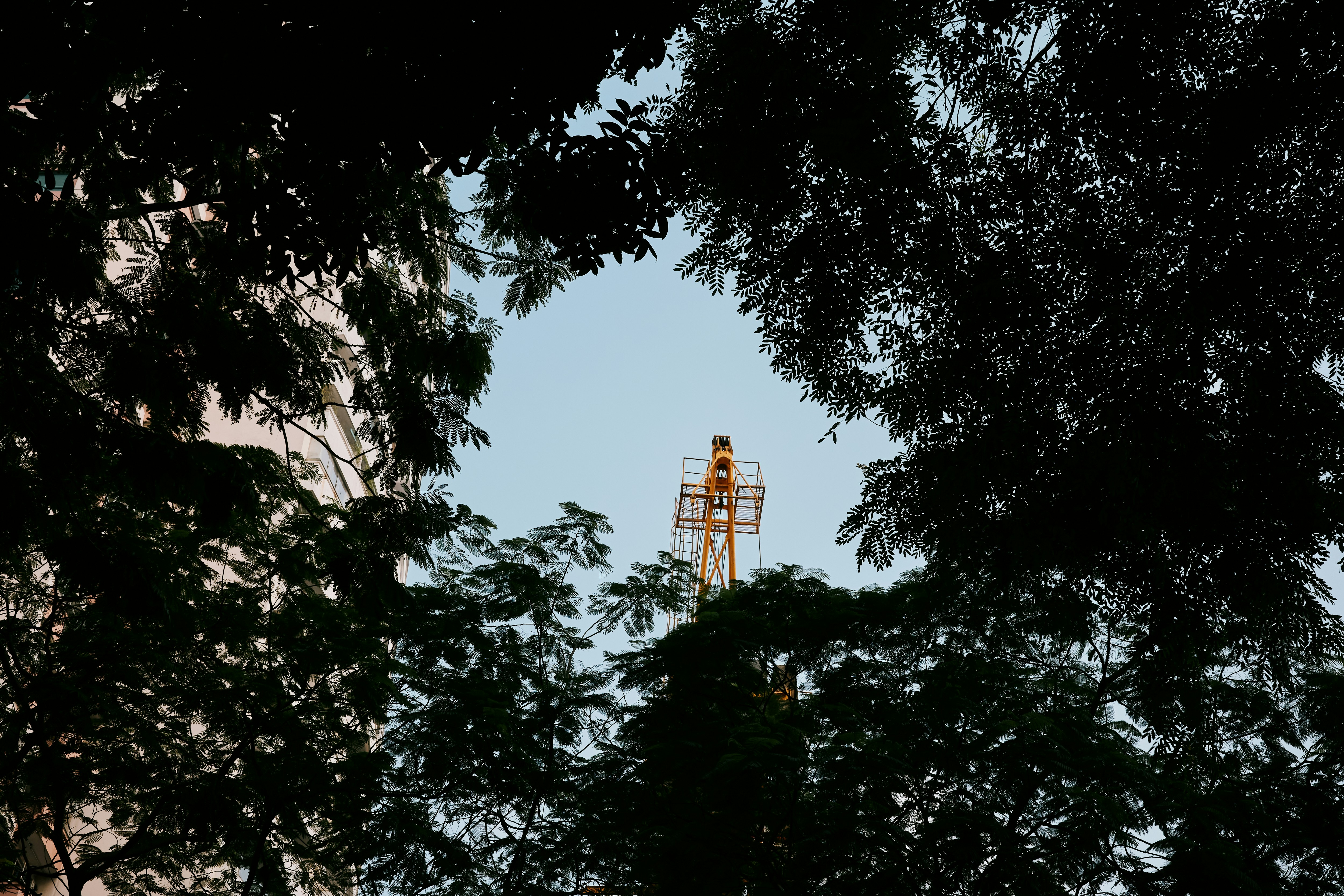 Highlight on the Crane Crest Rising Through a Canopy of Urban Trees