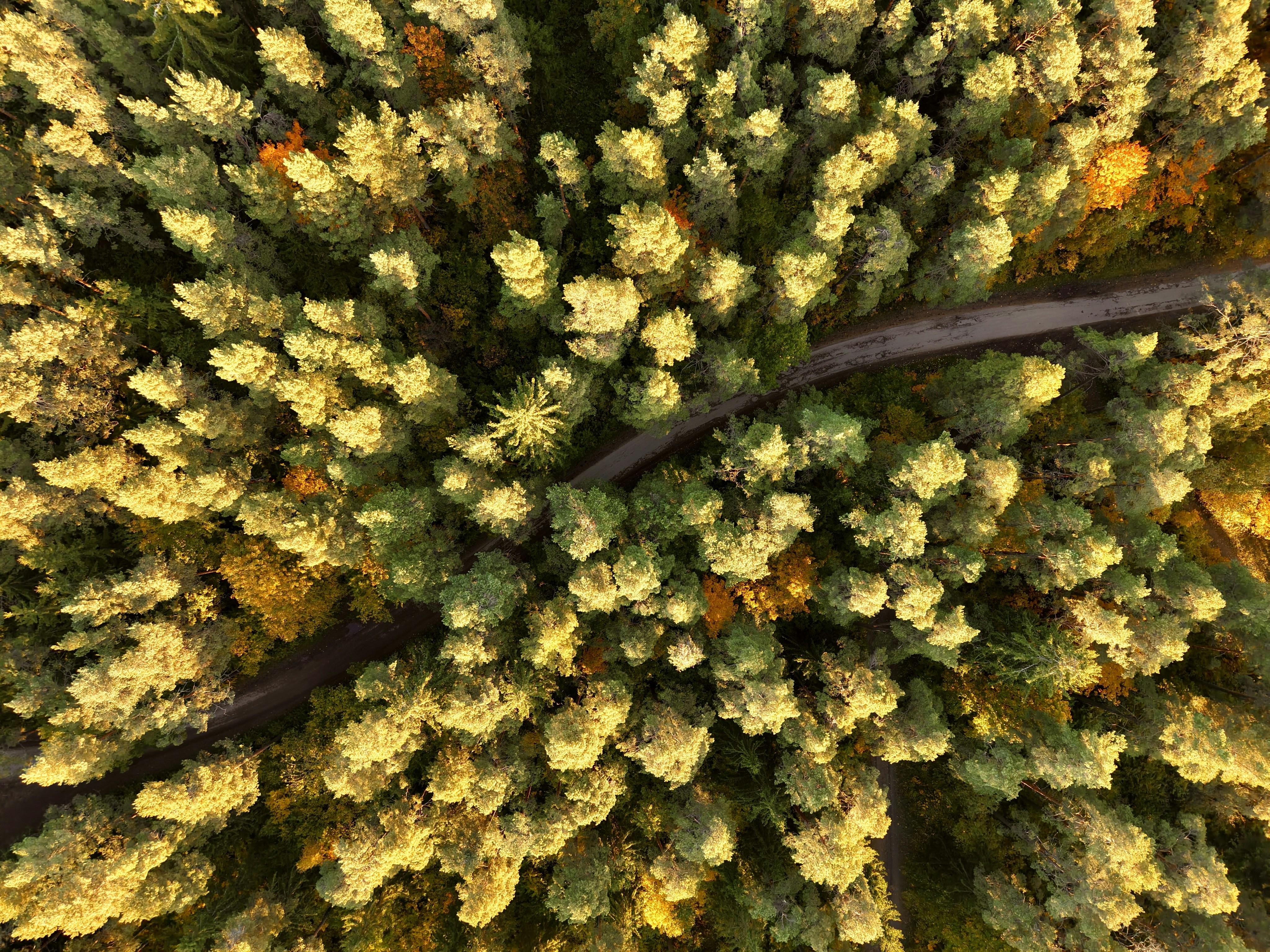 Aerial view of a forest path winding through trees. photo – Free Forest ...