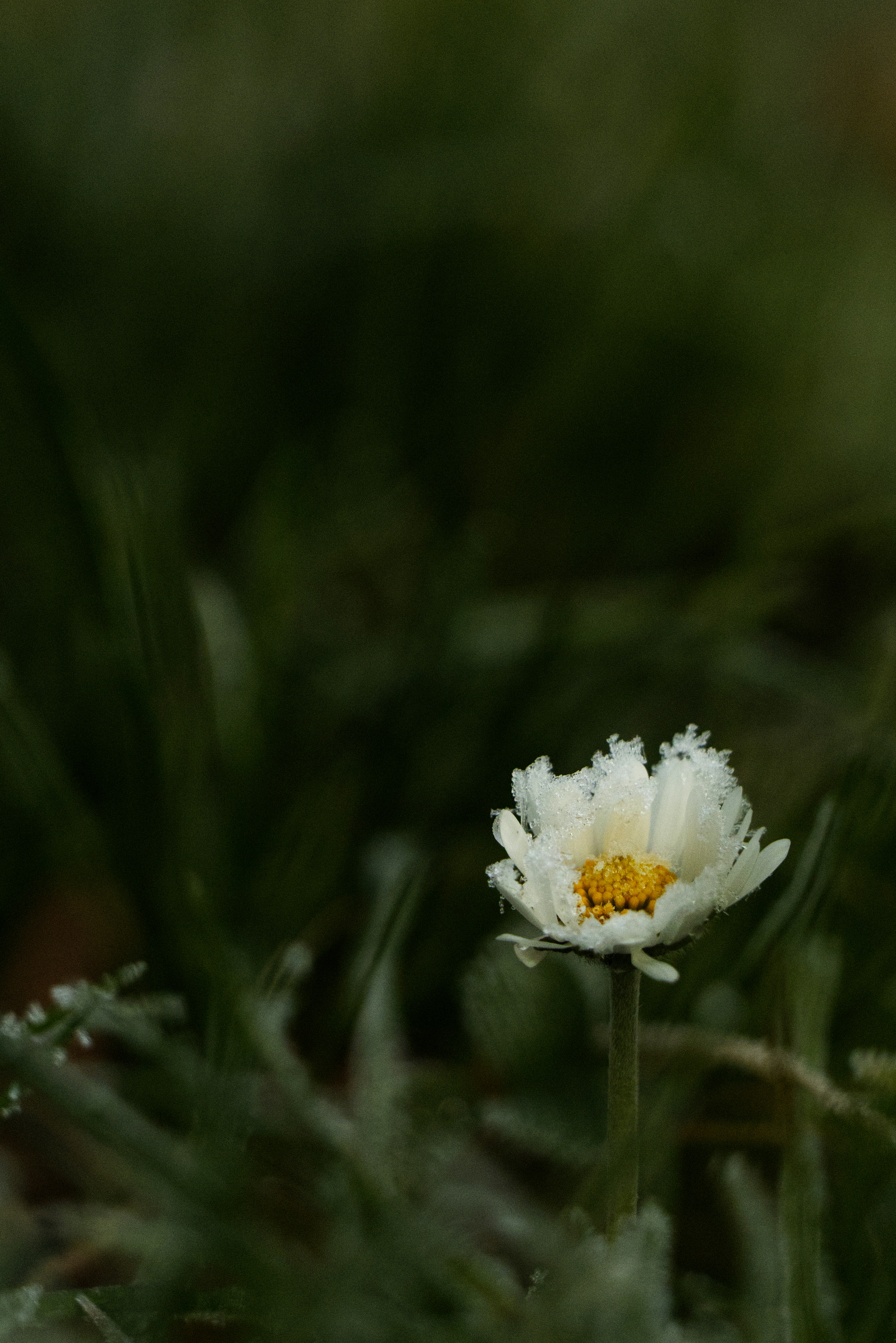 Dew-kissed Daisy in a Quiet Meadow