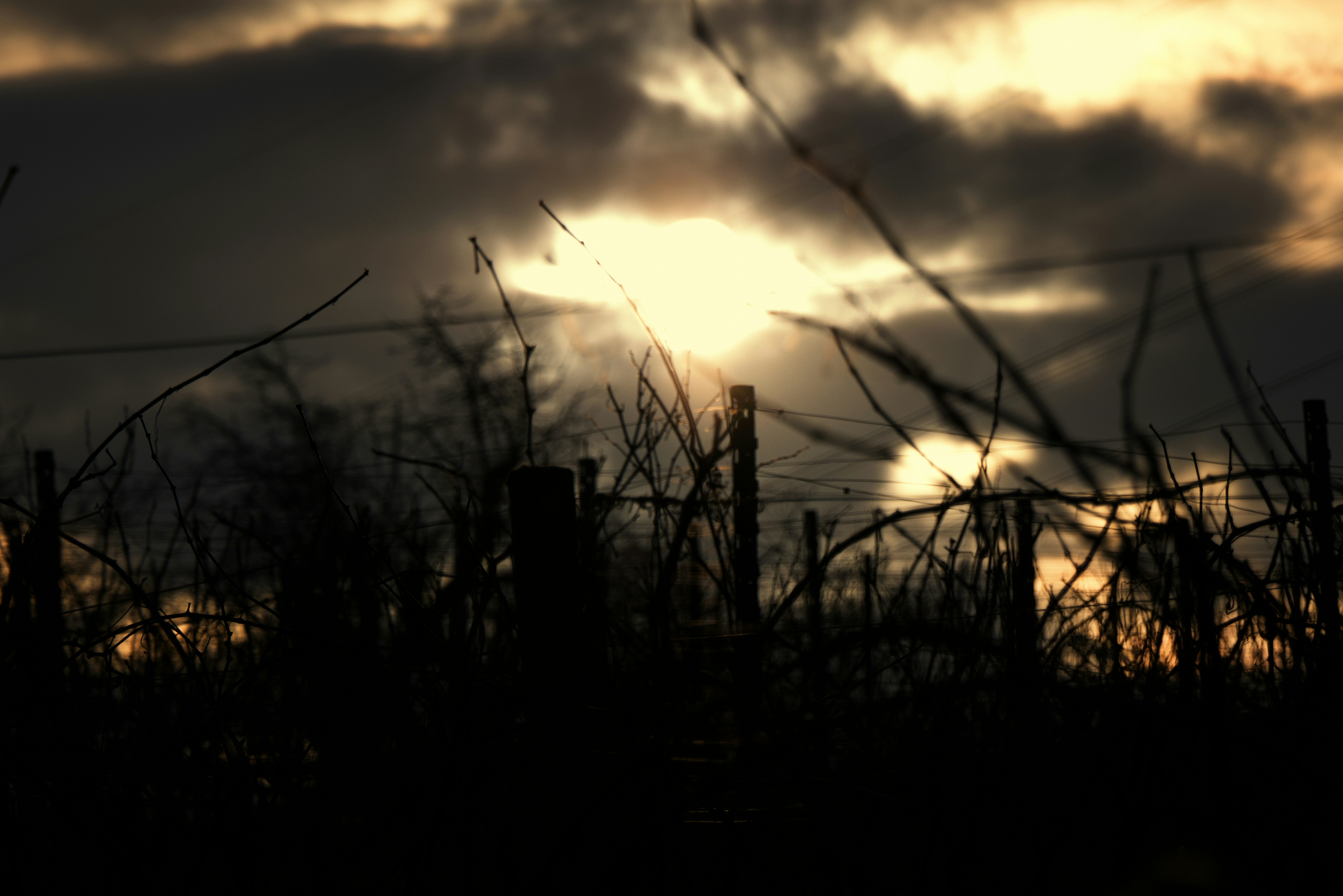 Sunset Silhouette over a Barbed Horizon