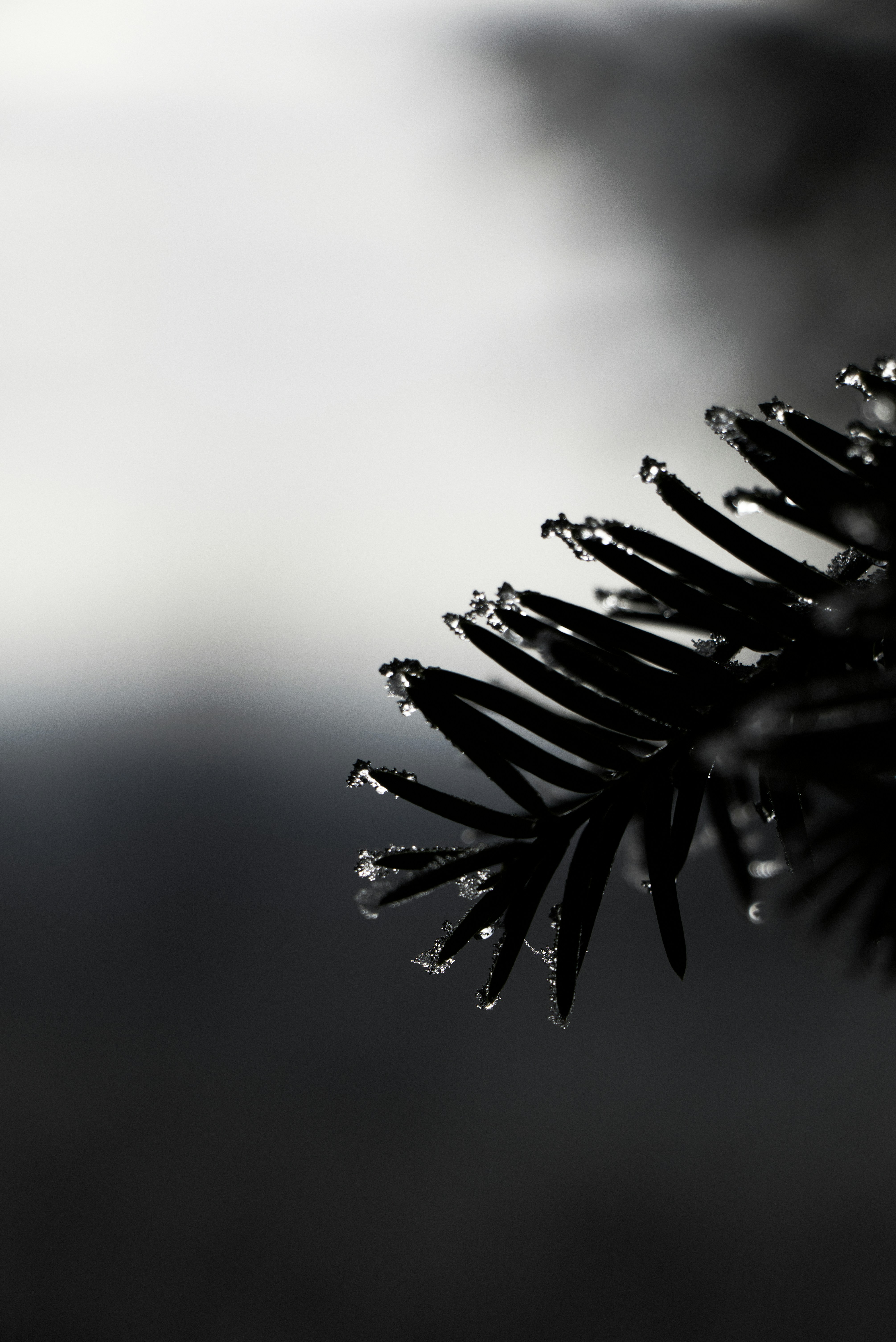 Icy Needle: A Snow‑kissed Fir Edge in Soft Focus