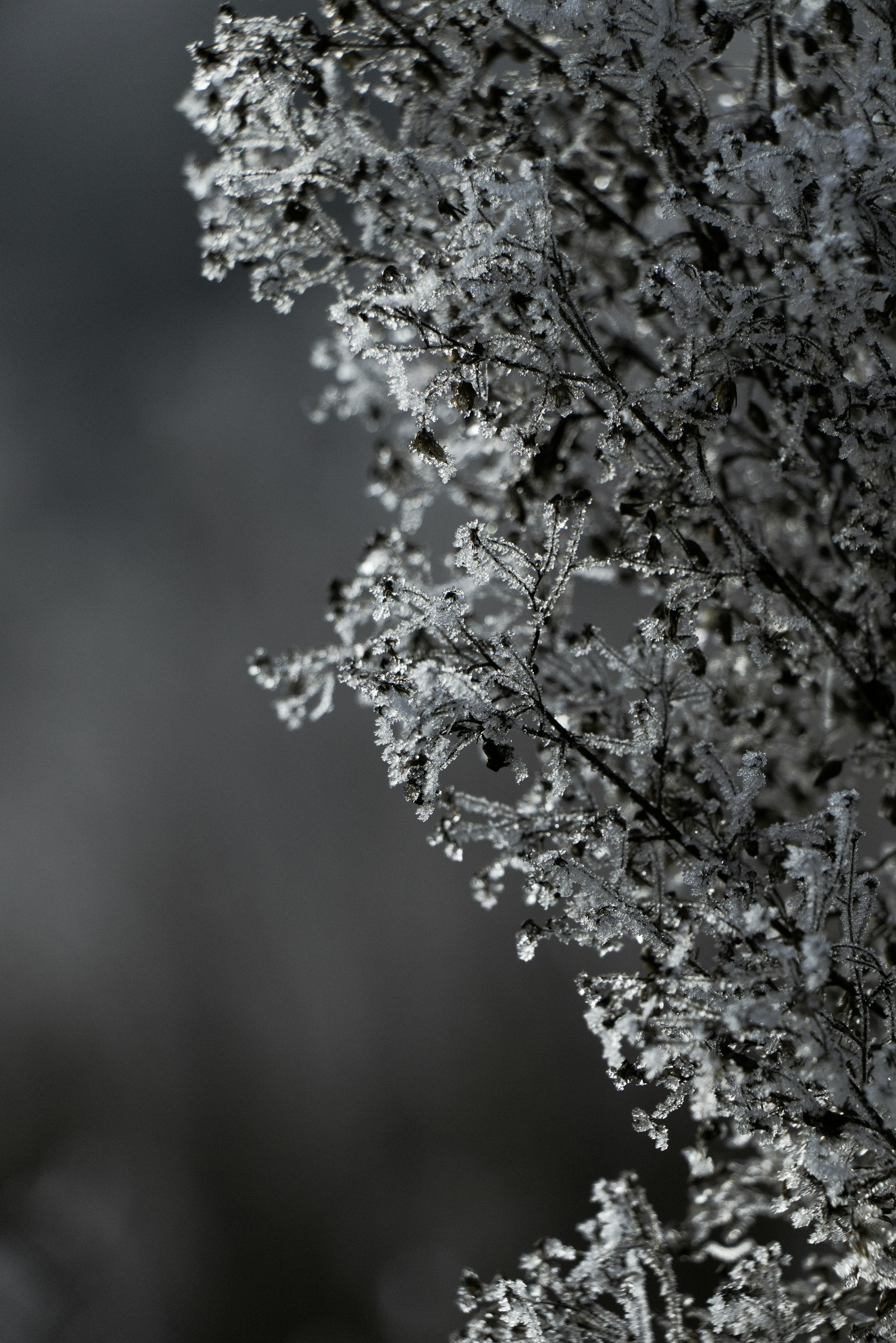 Frost-kissed Branches: a monochrome winter bloom