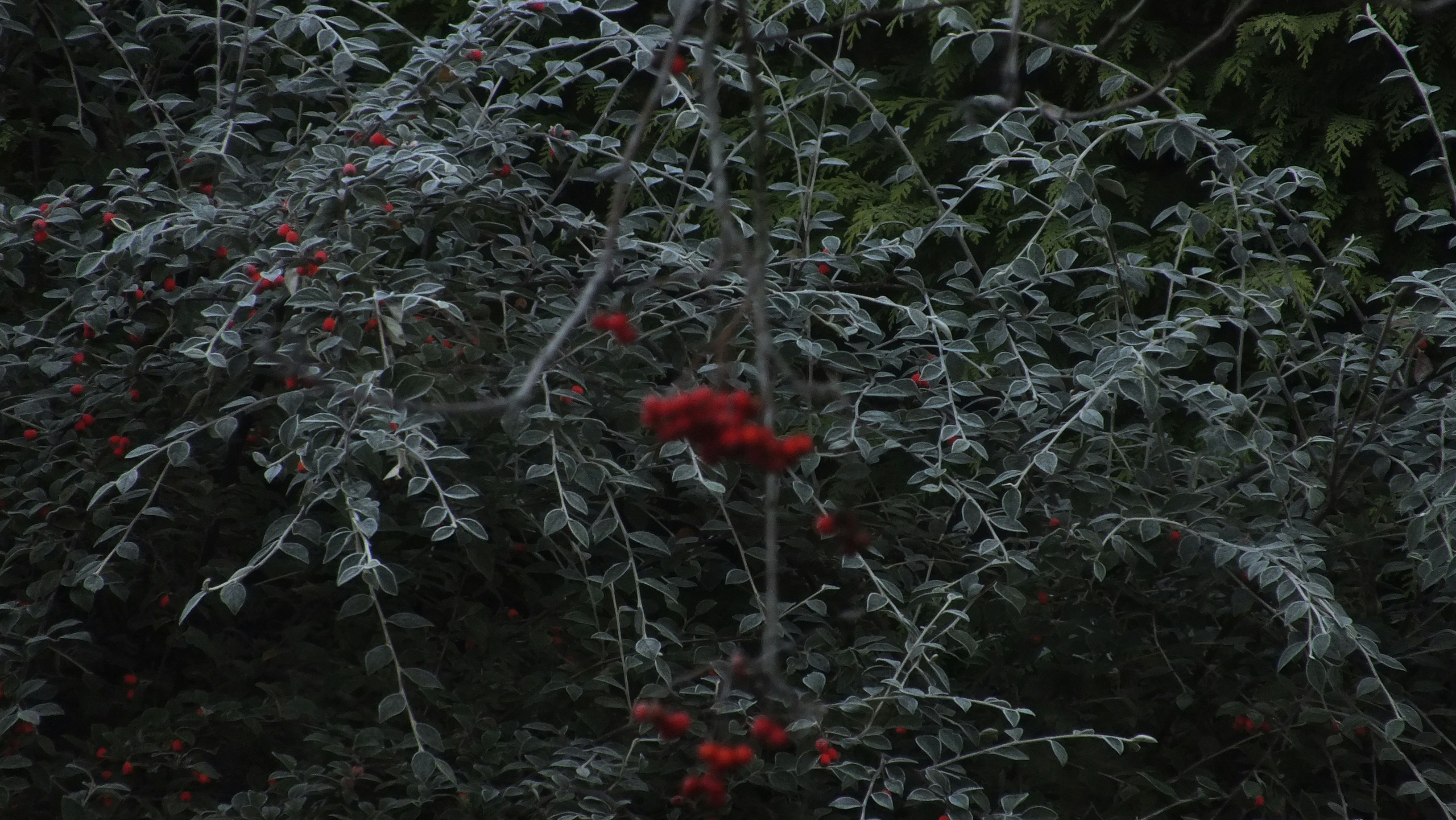 Frost-covered branches with red berries on a dark background.