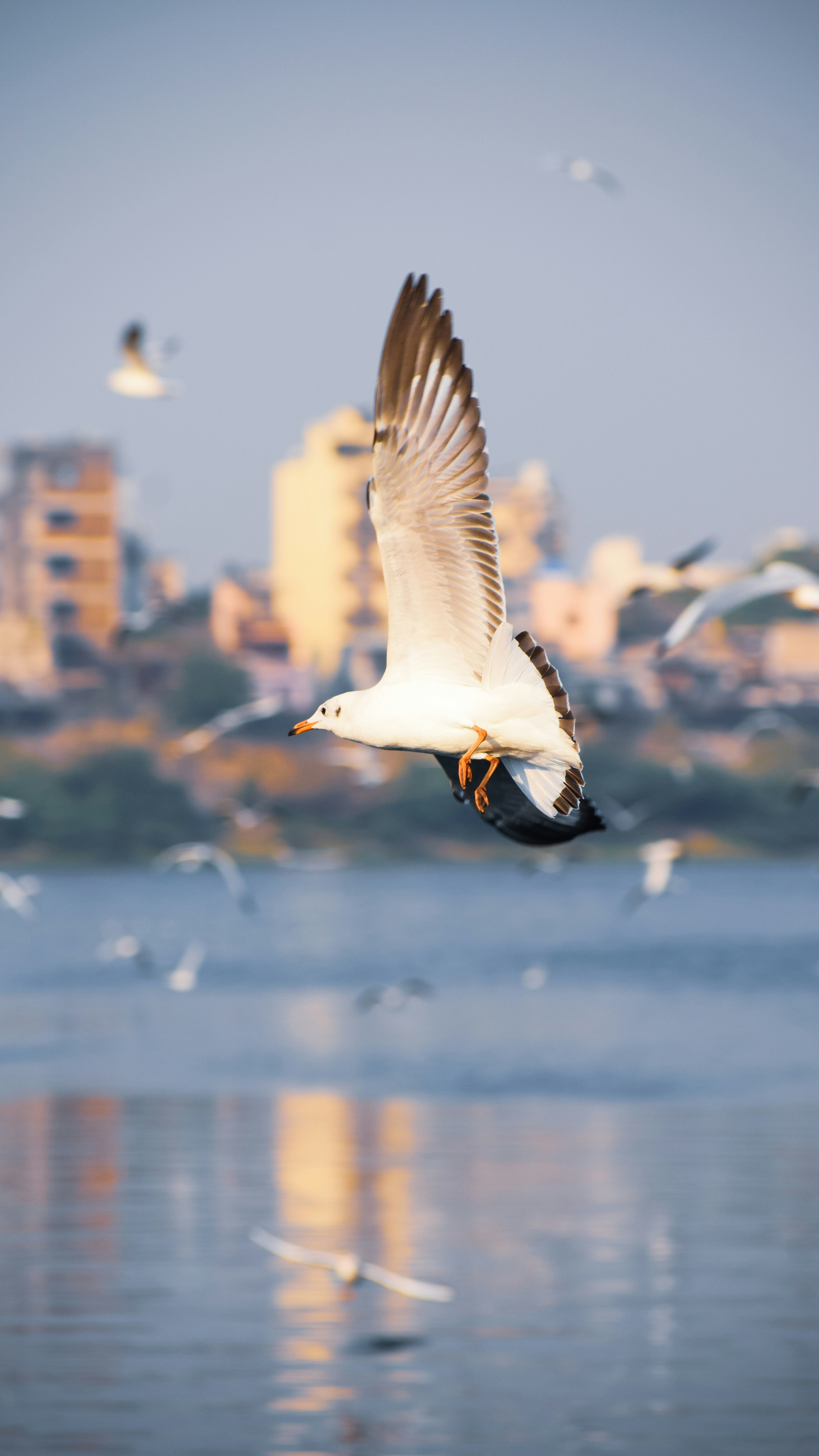 Wingbeat Over a Calm Harbor: Seagull in Sharp Focus Against a Soft City Backdrop