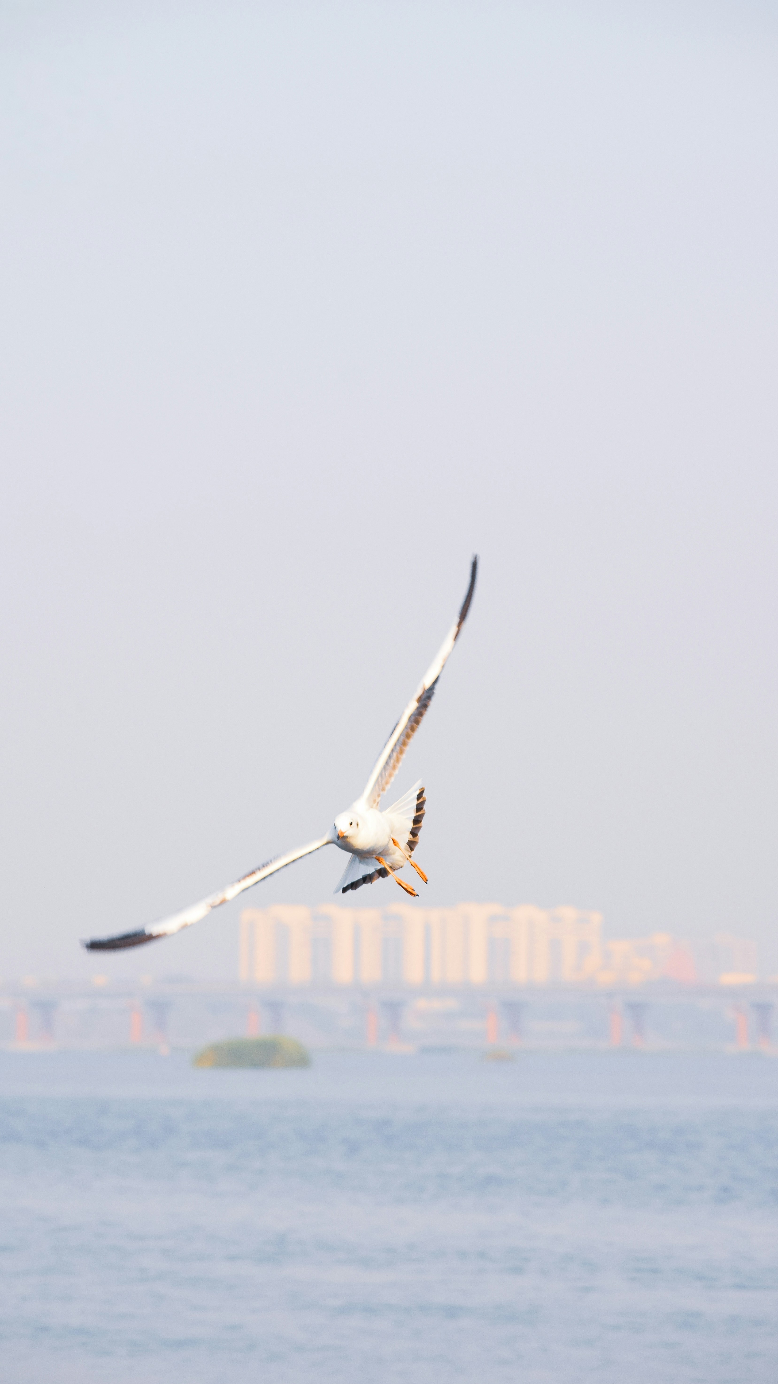Midair Focus: Seagull in Soft Dawn Over Water