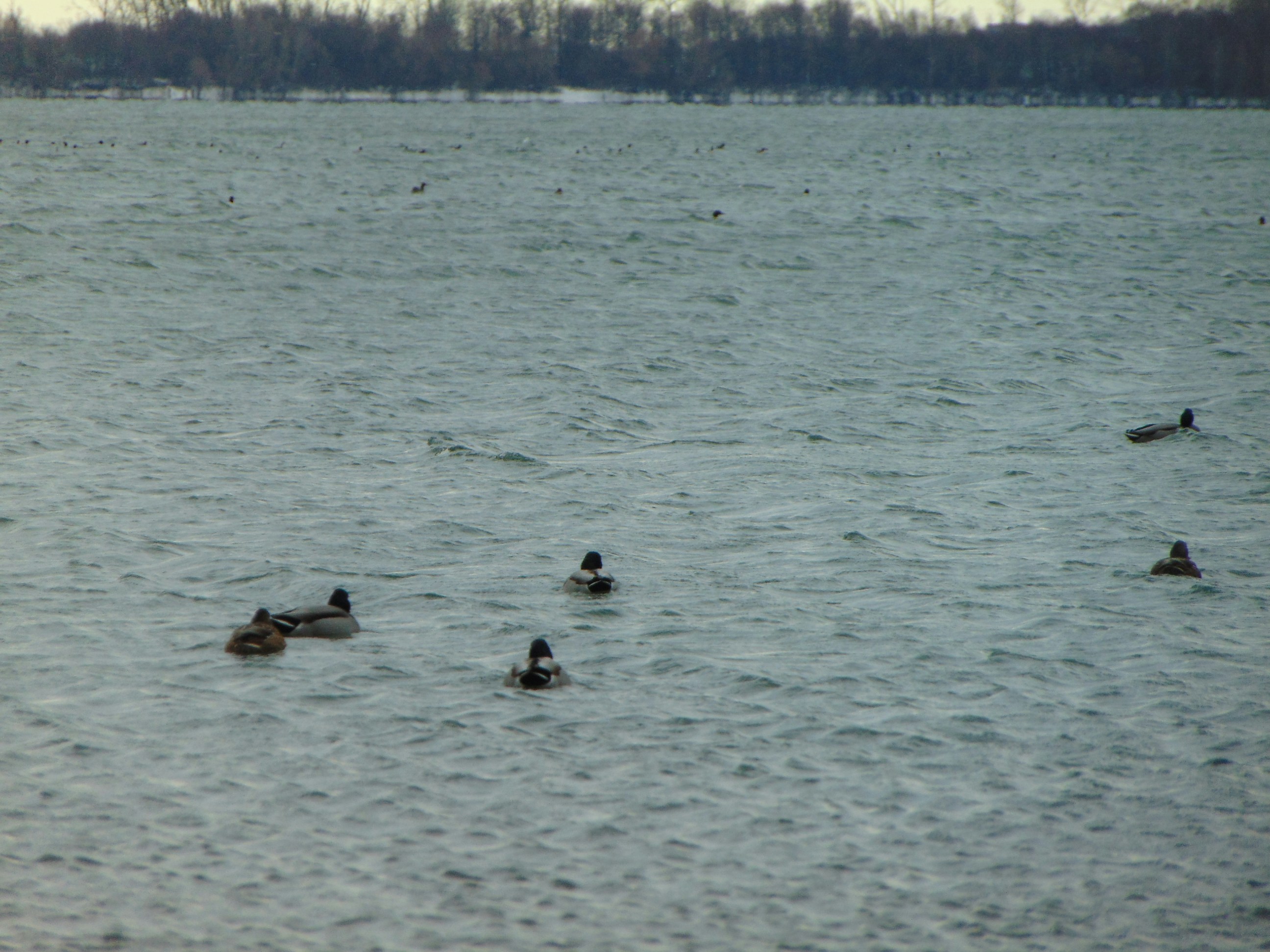 Ducks on a Calm Lake at Dusk