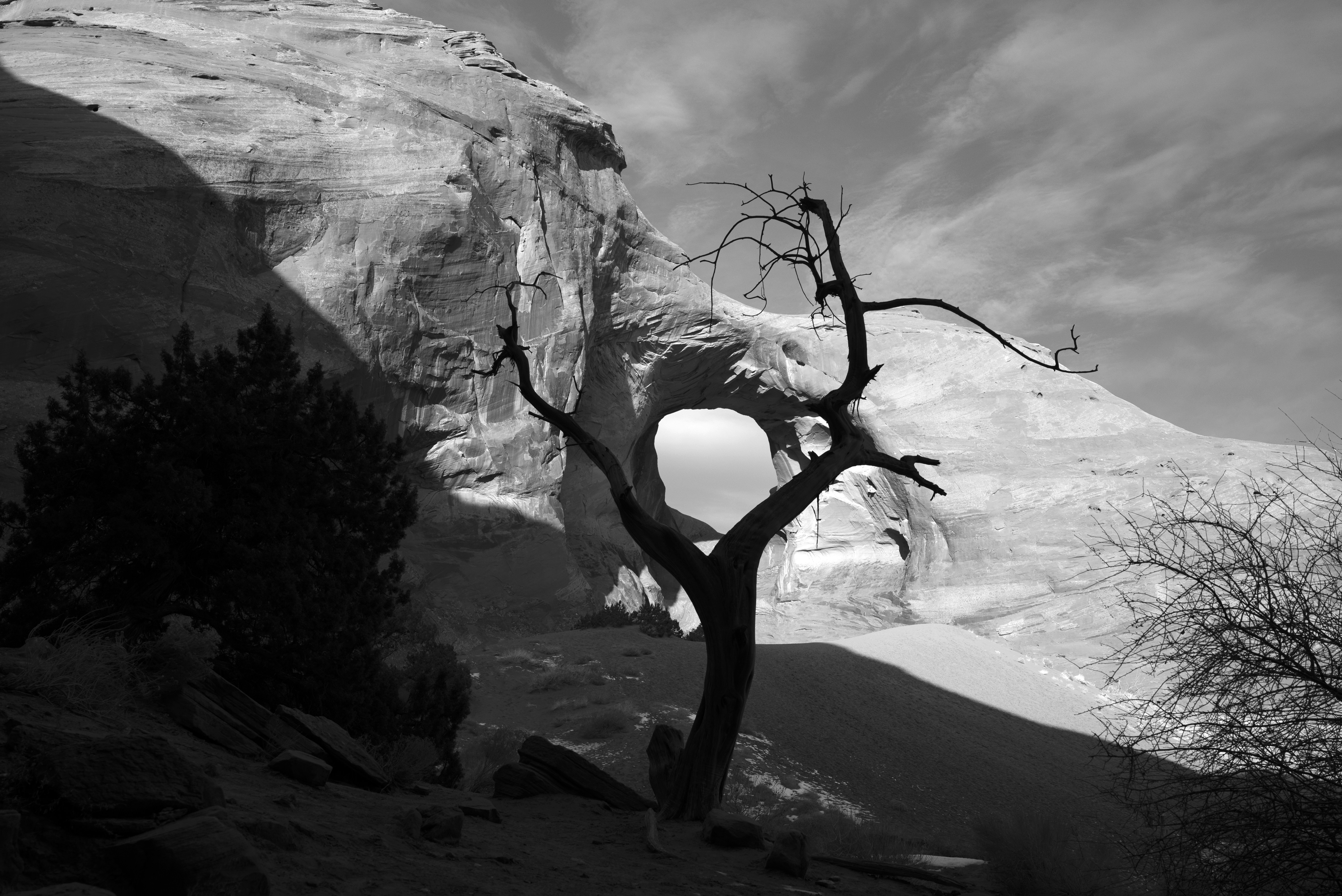 Deserted Tree Framed by Canyon Arch under Snowy Light