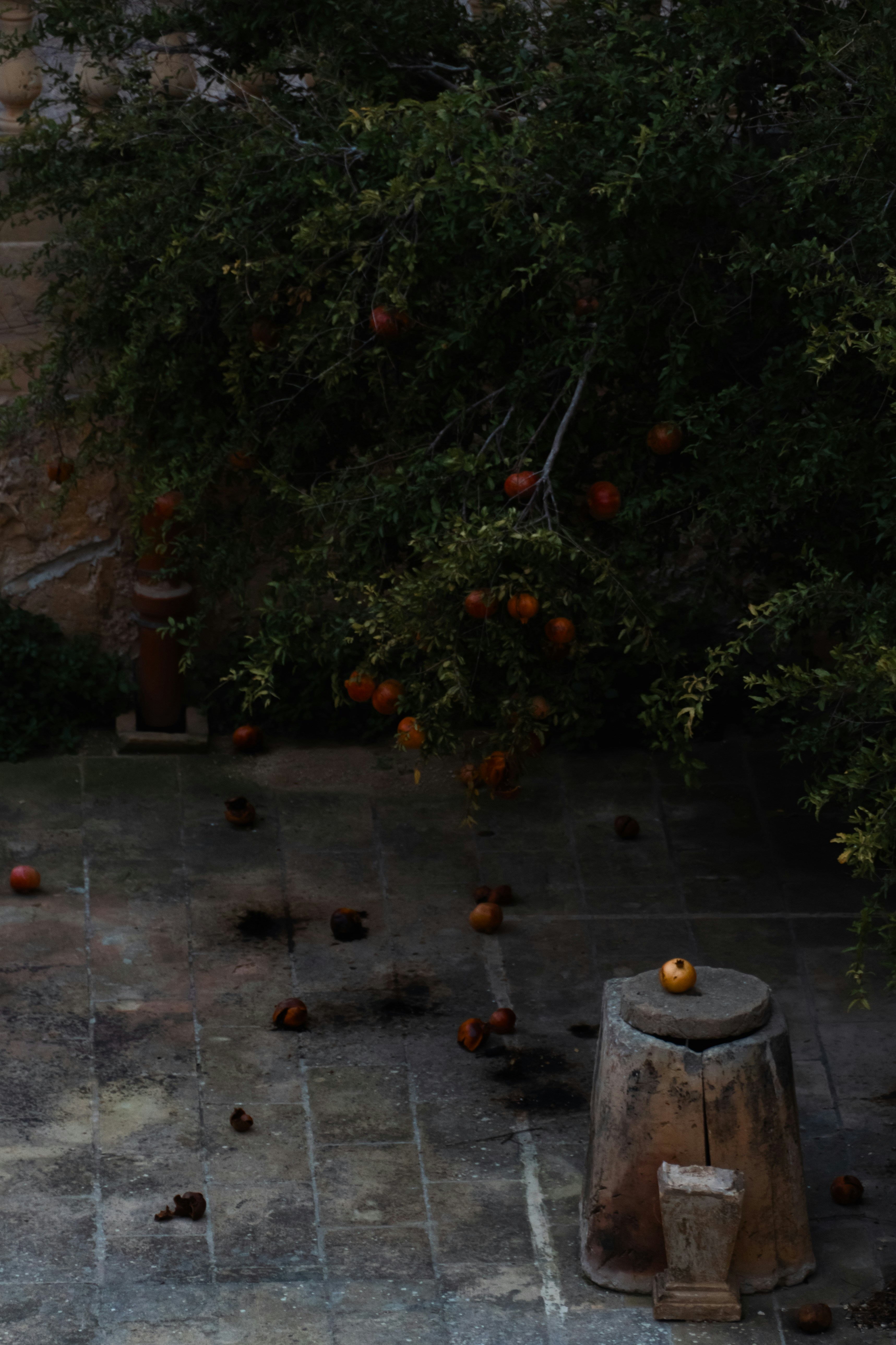 Scarlet Harvest Under a Gnarled Canopy