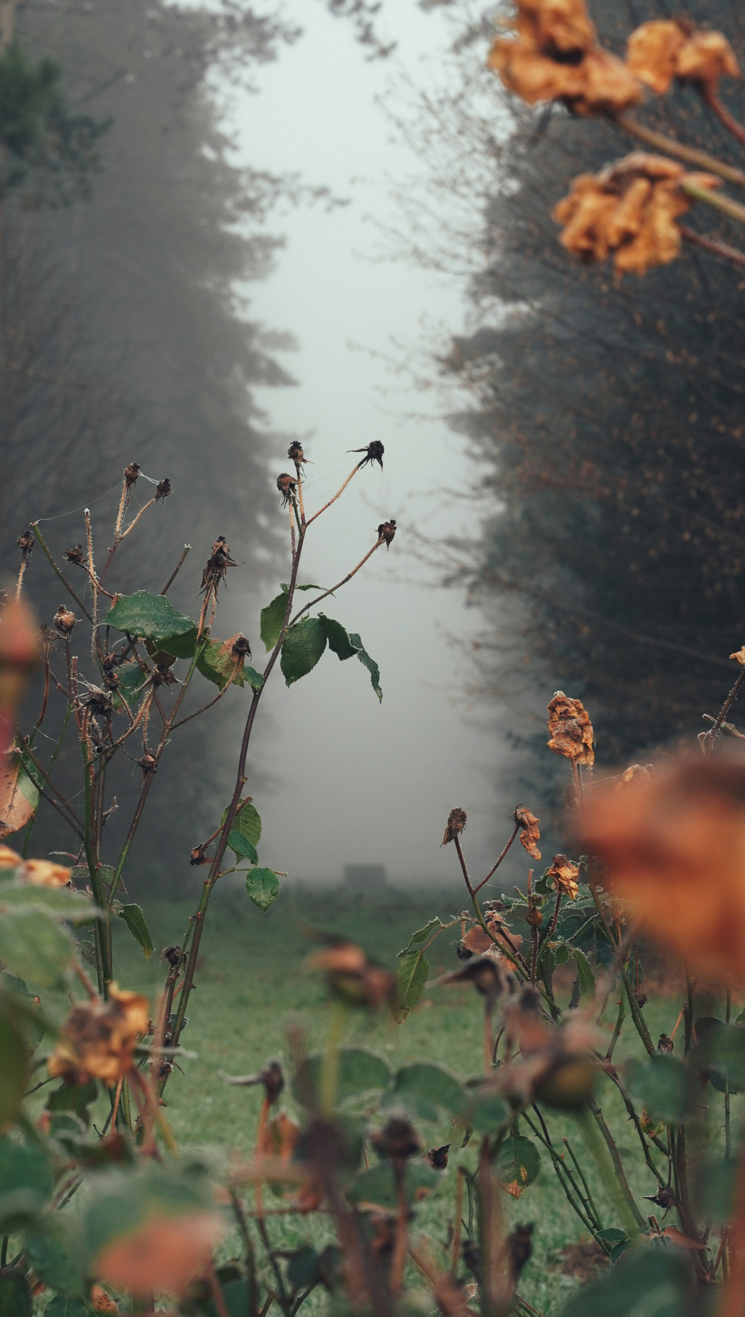 Foggy Corridor of Dried Flowers