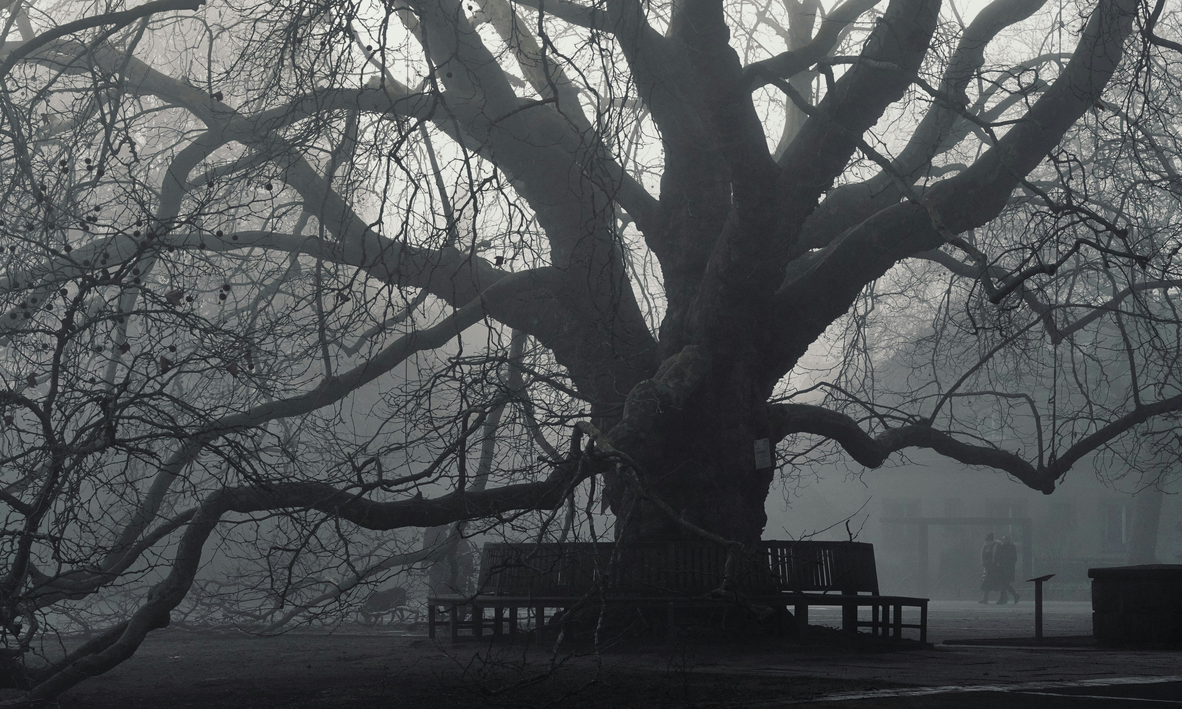 Whispering Giants: A Bare Winter Tree in Quiet Park