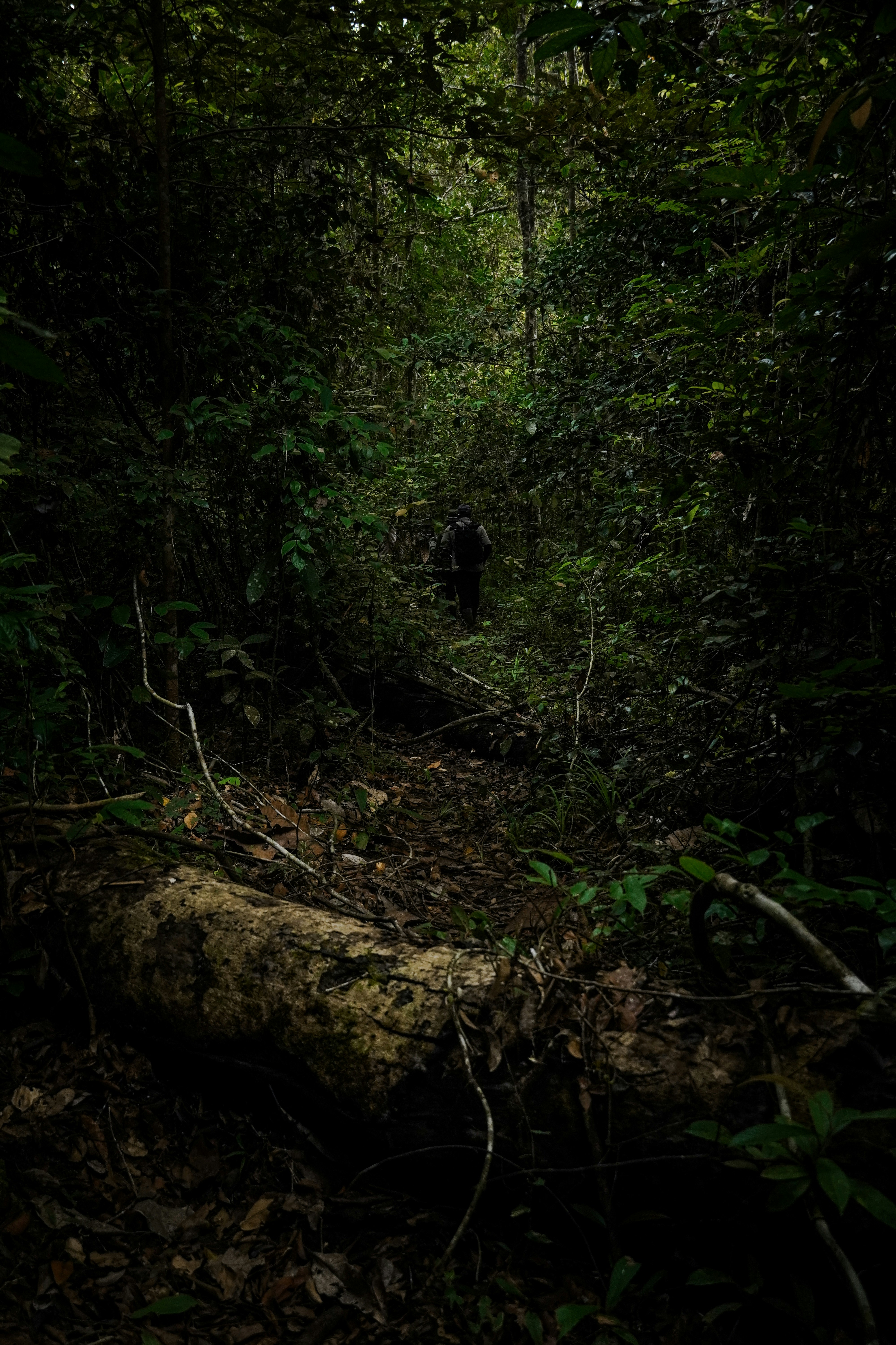 Runner on a Moonlit Ridge: A Narrow Forest Path Through Darkness